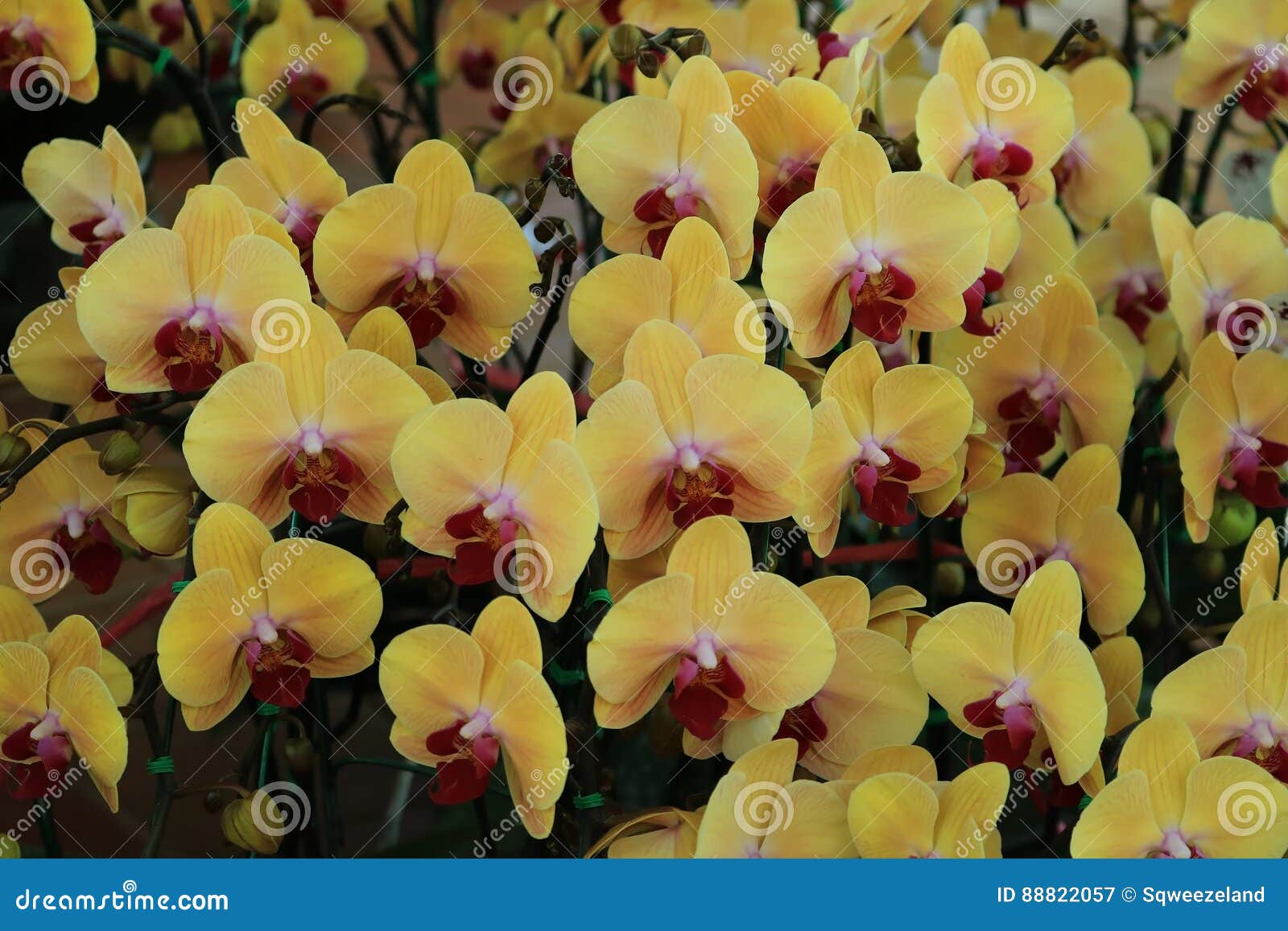 Yellow Phalaenopsis Orchids Stock Image - Image of yellow, nature: 88822057