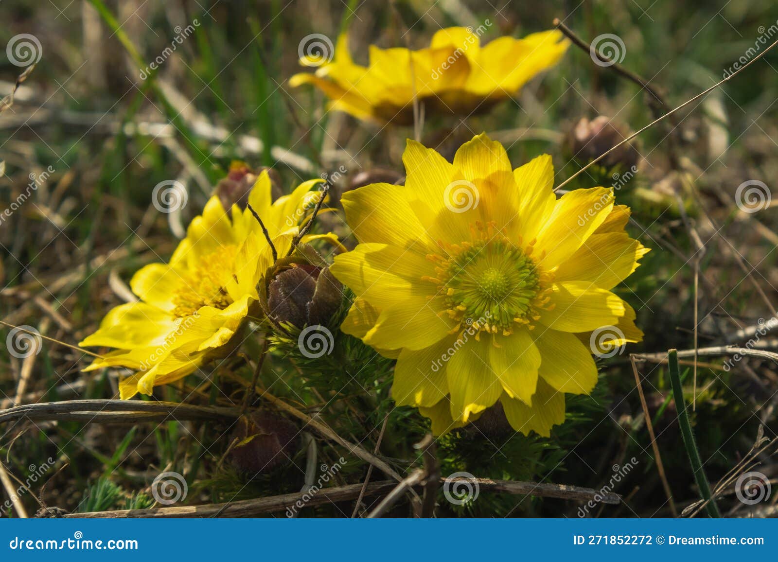 Yellow Pheasant S Eye or Adonis Vernalis Flower in Nature Stock Photo ...