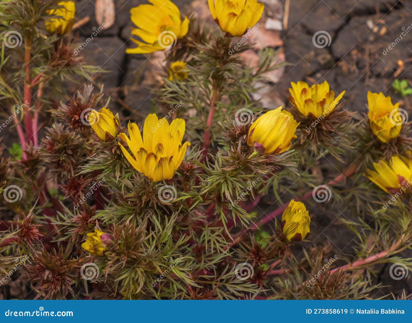 Yellow Pheasant S Eye or Adonis Vernalis Flower in Nature at Spring ...