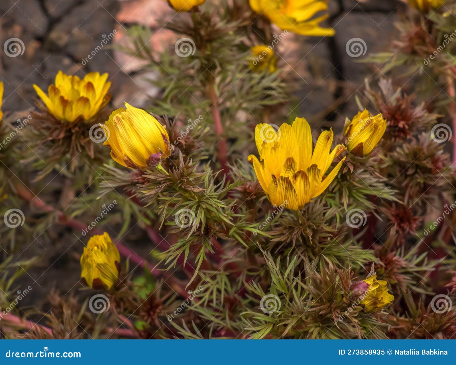 Yellow Pheasant S Eye or Adonis Vernalis Flower in Nature at Spring ...