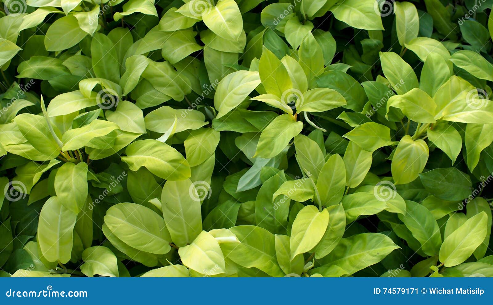 Yellow Philodendron stock image. Image of flourish, foliage - 74579171