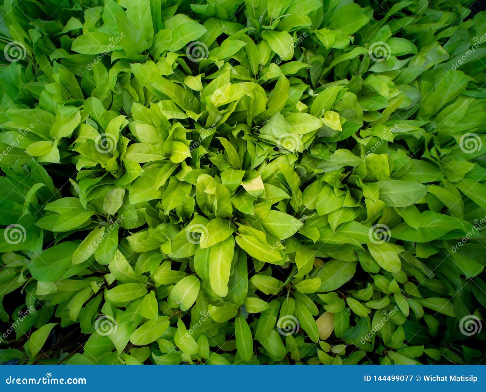 Yellow Philodendron Growing on the Pots Stock Image - Image of flourish ...