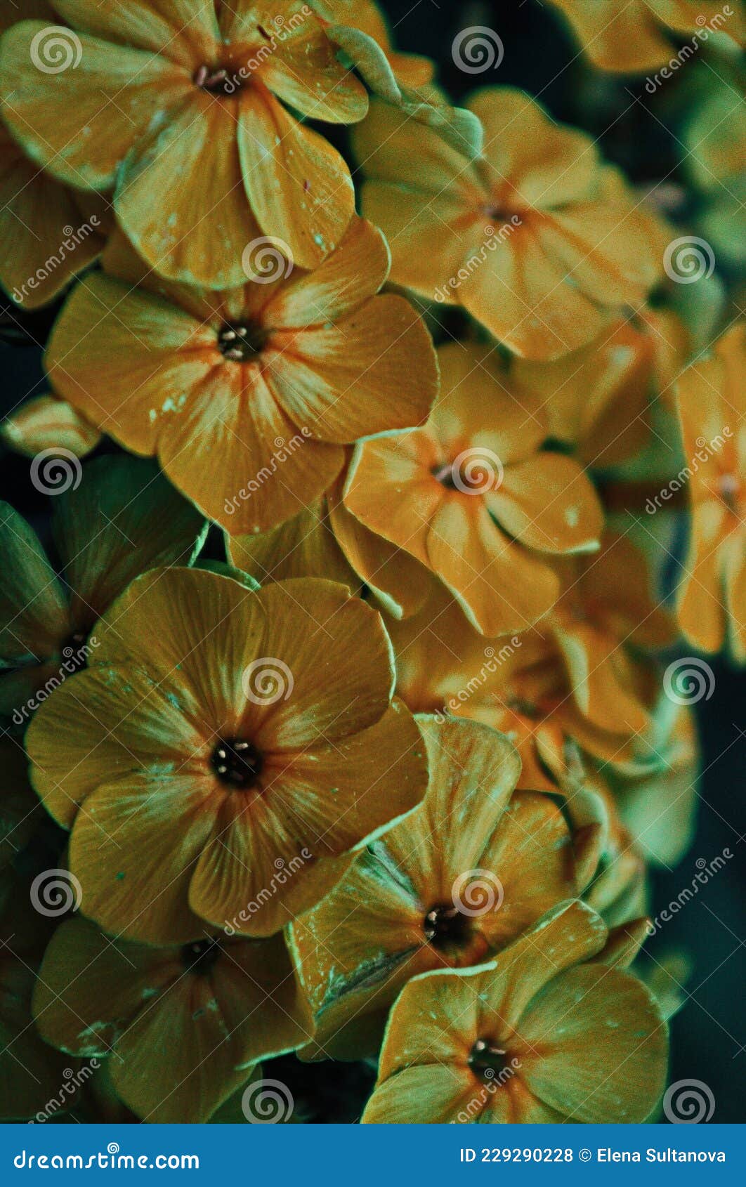 Yellow phlox stock photo. Image of blossom, flowers - 229290228