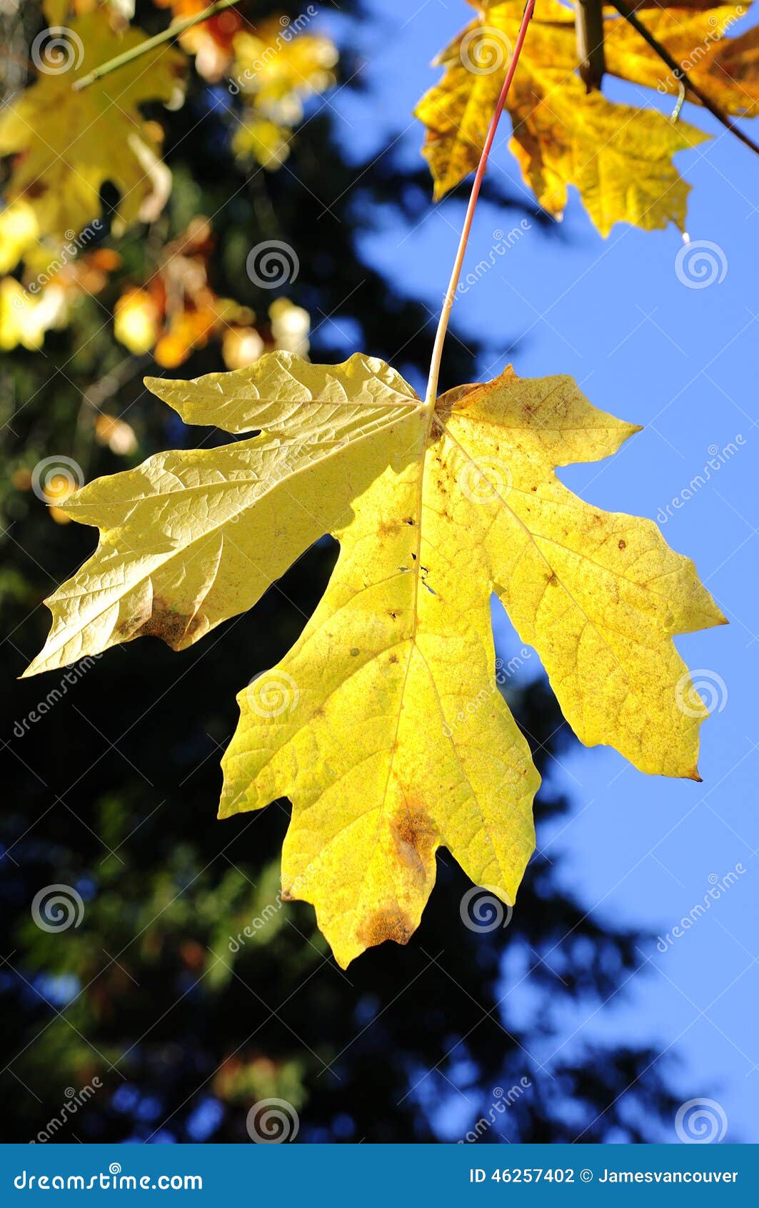 Yellow Phoenix Leaf in Autumn Stock Photo - Image of growth, fall: 46257402