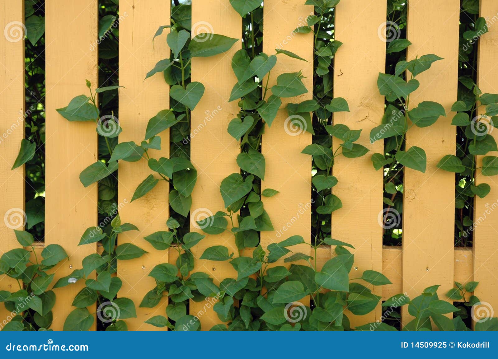 Yellow picket fence stock image. Image of backyard, beautiful - 14509925