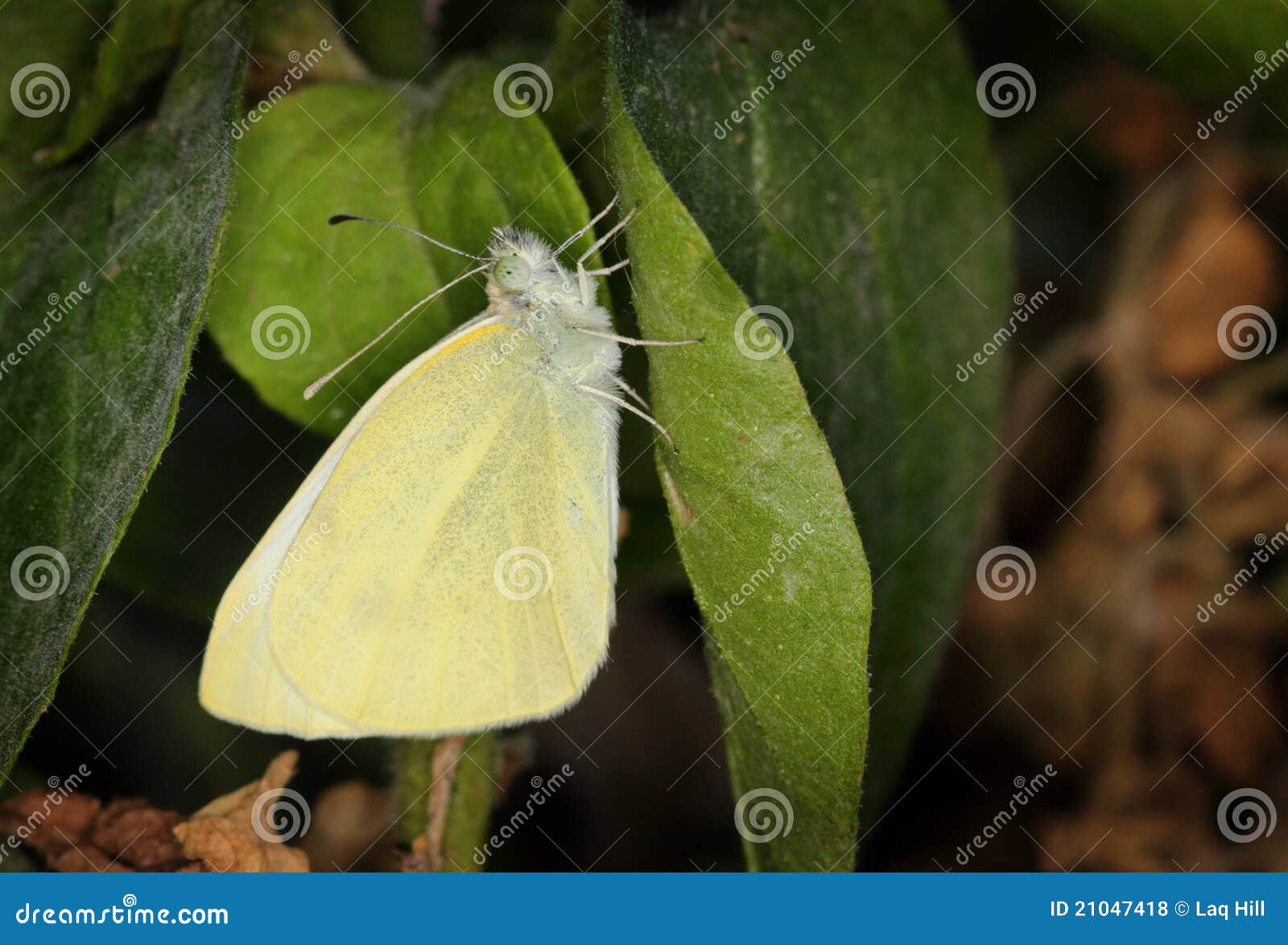 Yellow Pieris Brassicae Butterfly Stock Photo - Image of summer ...