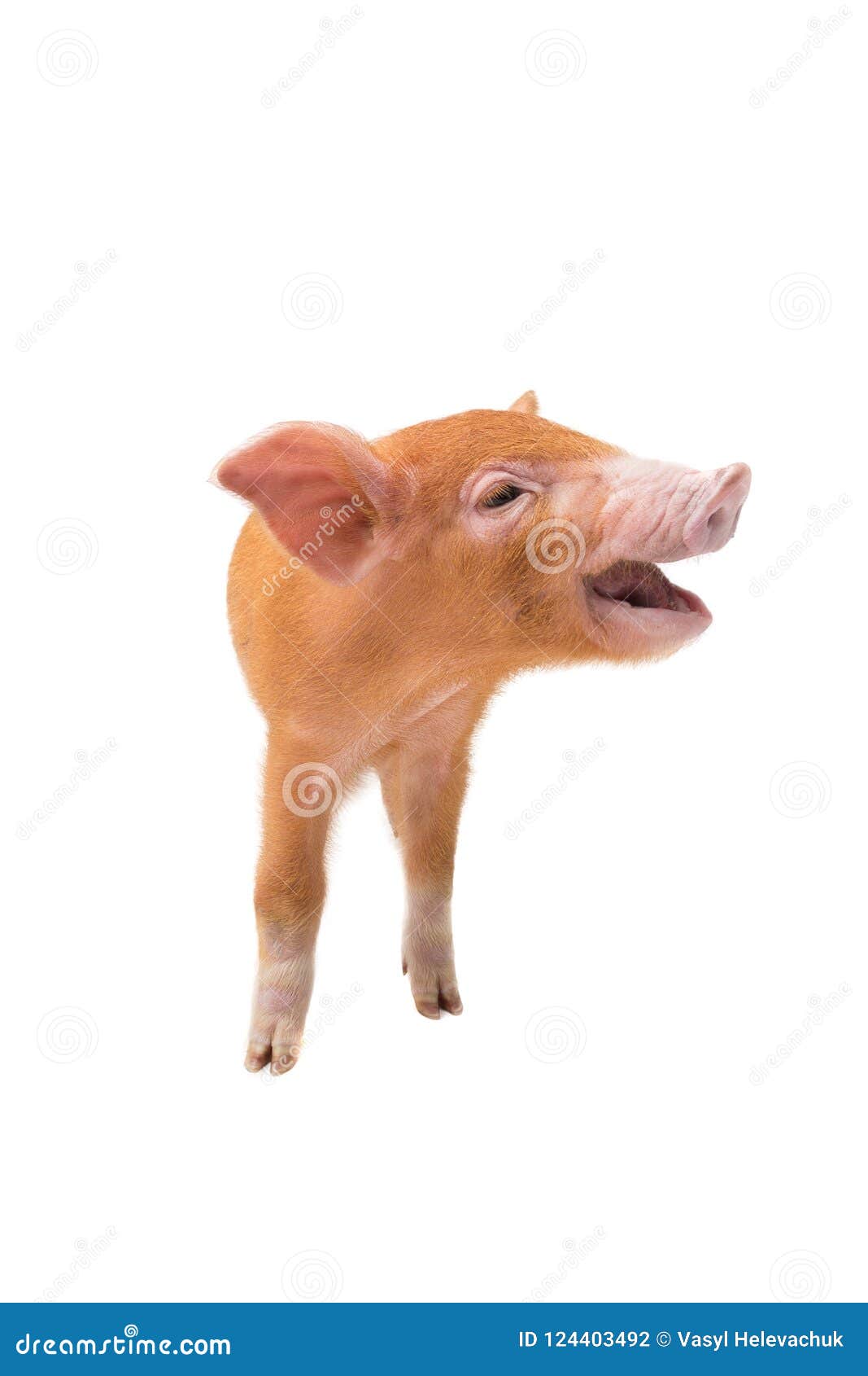 Yellow pig stock photo. Image of pink, wild, humour - 124403492