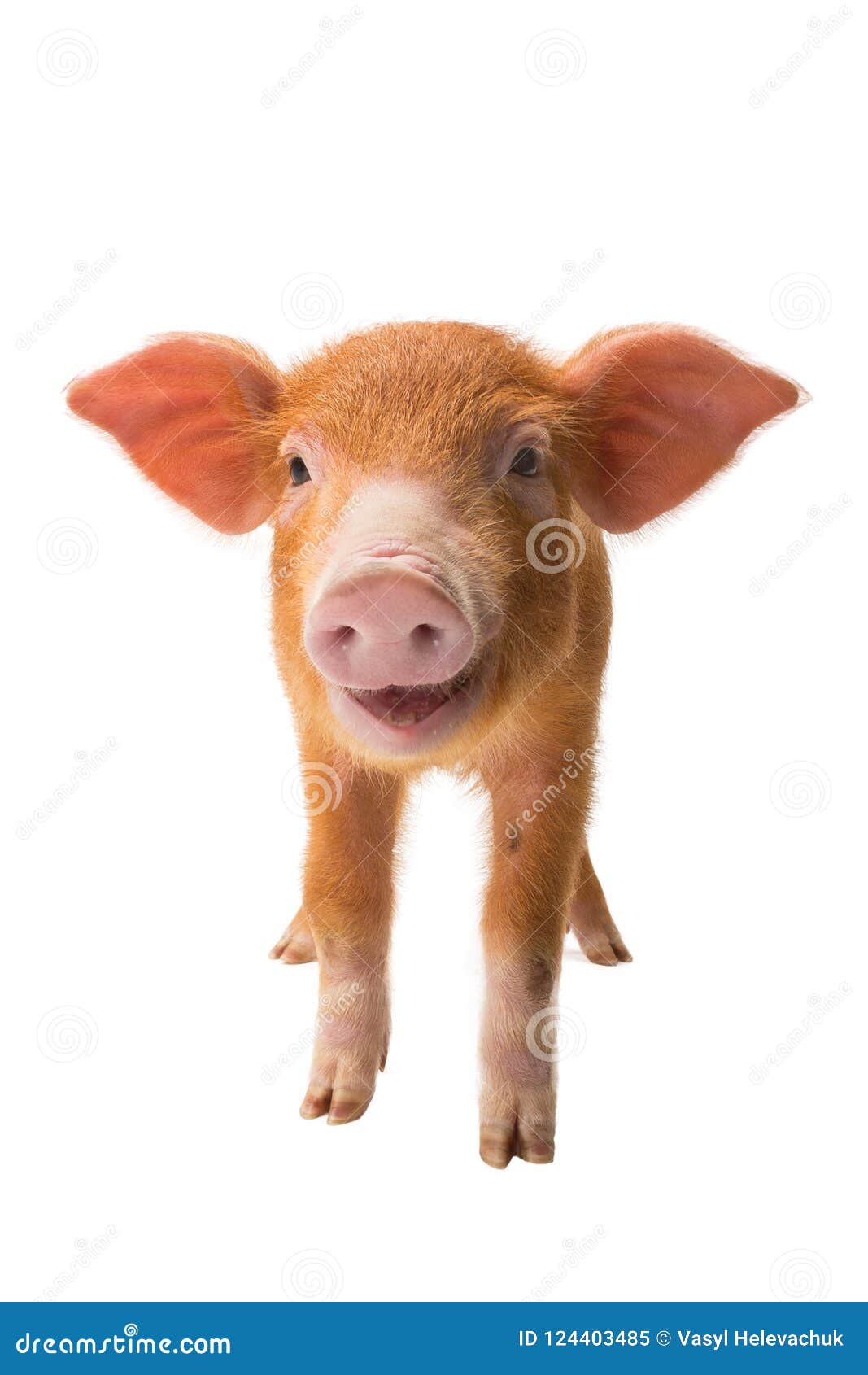 Yellow pig stock image. Image of pink, happy, pork, small - 124403485