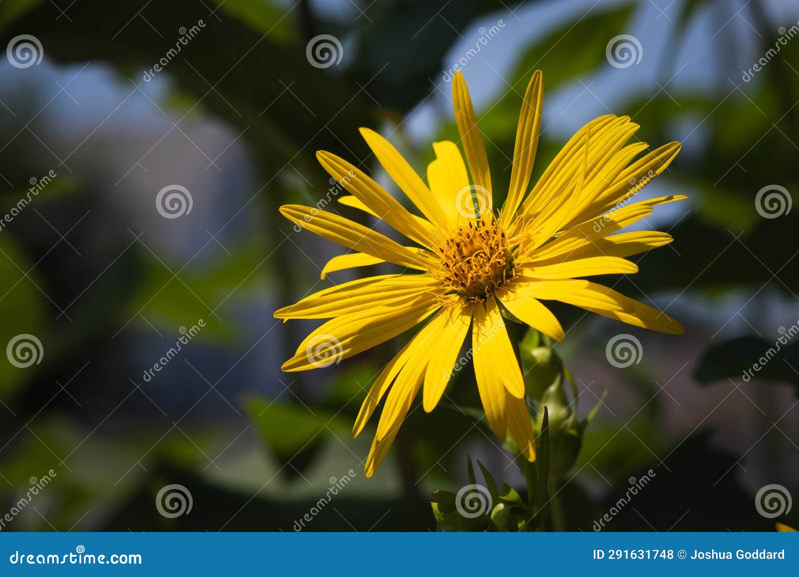 A Yellow Pilot Weed Flower Facing the Sun Stock Photo - Image of pilot ...