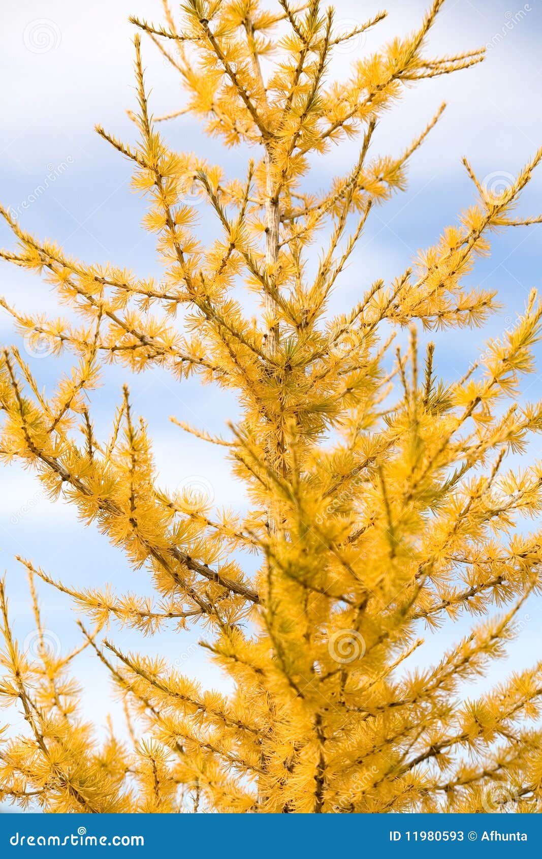 Old Yellow Pine Wood Texture. Floor Surface Background Stock Photo ...
