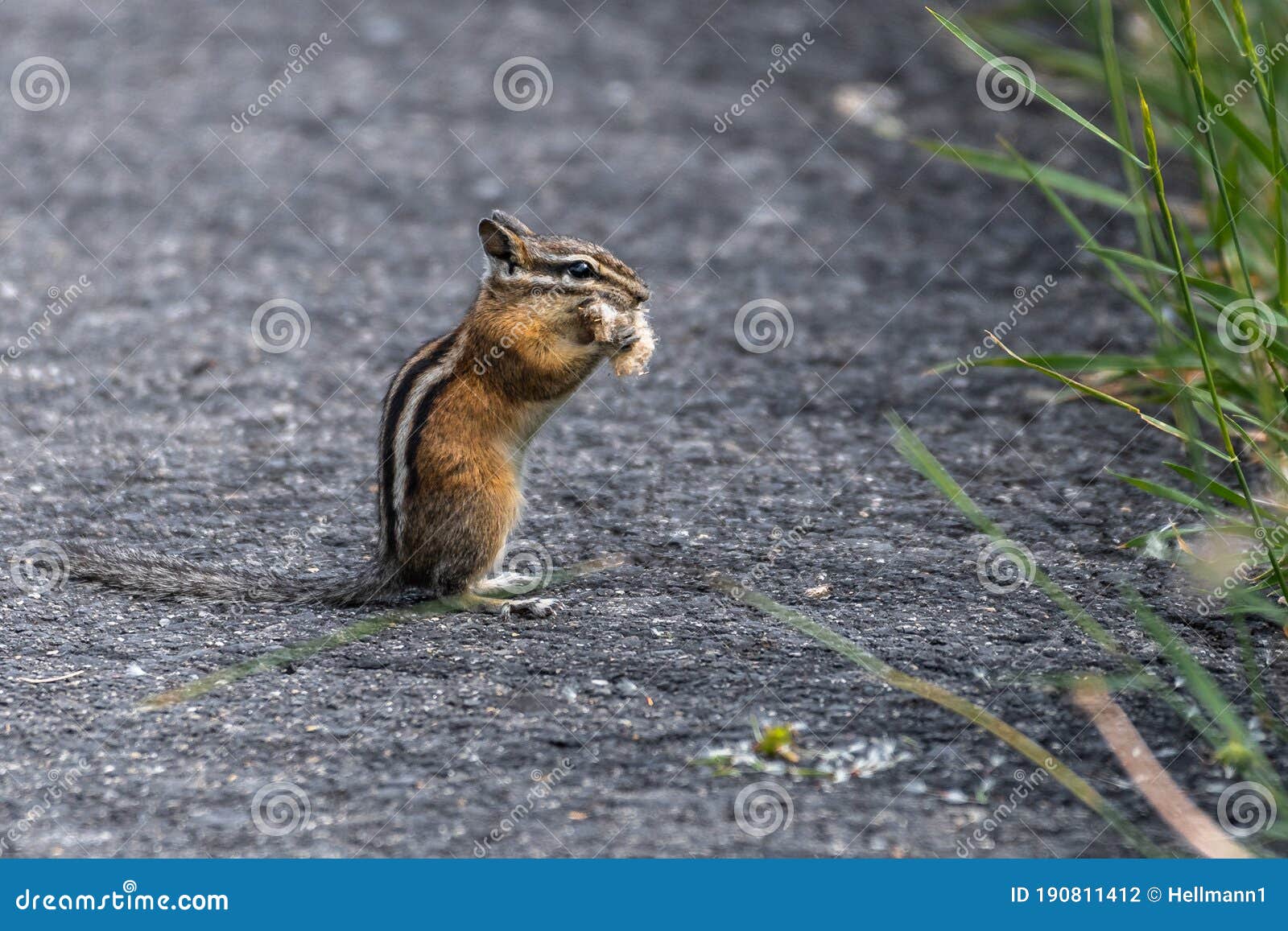 Yellow-pine Chipmunk stock photo. Image of amoenus, washington - 190811412