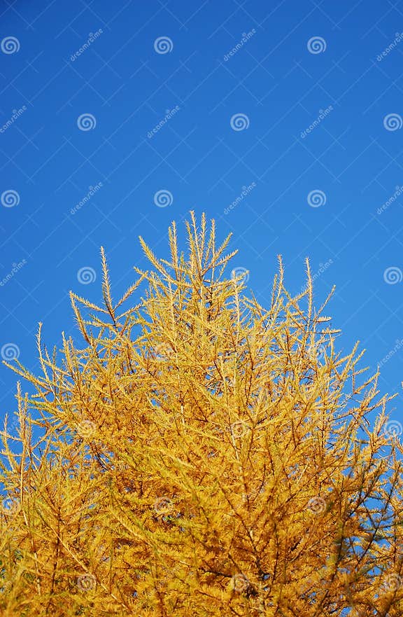 Yellow pine tree stock image. Image of fall, blue, season - 27475573