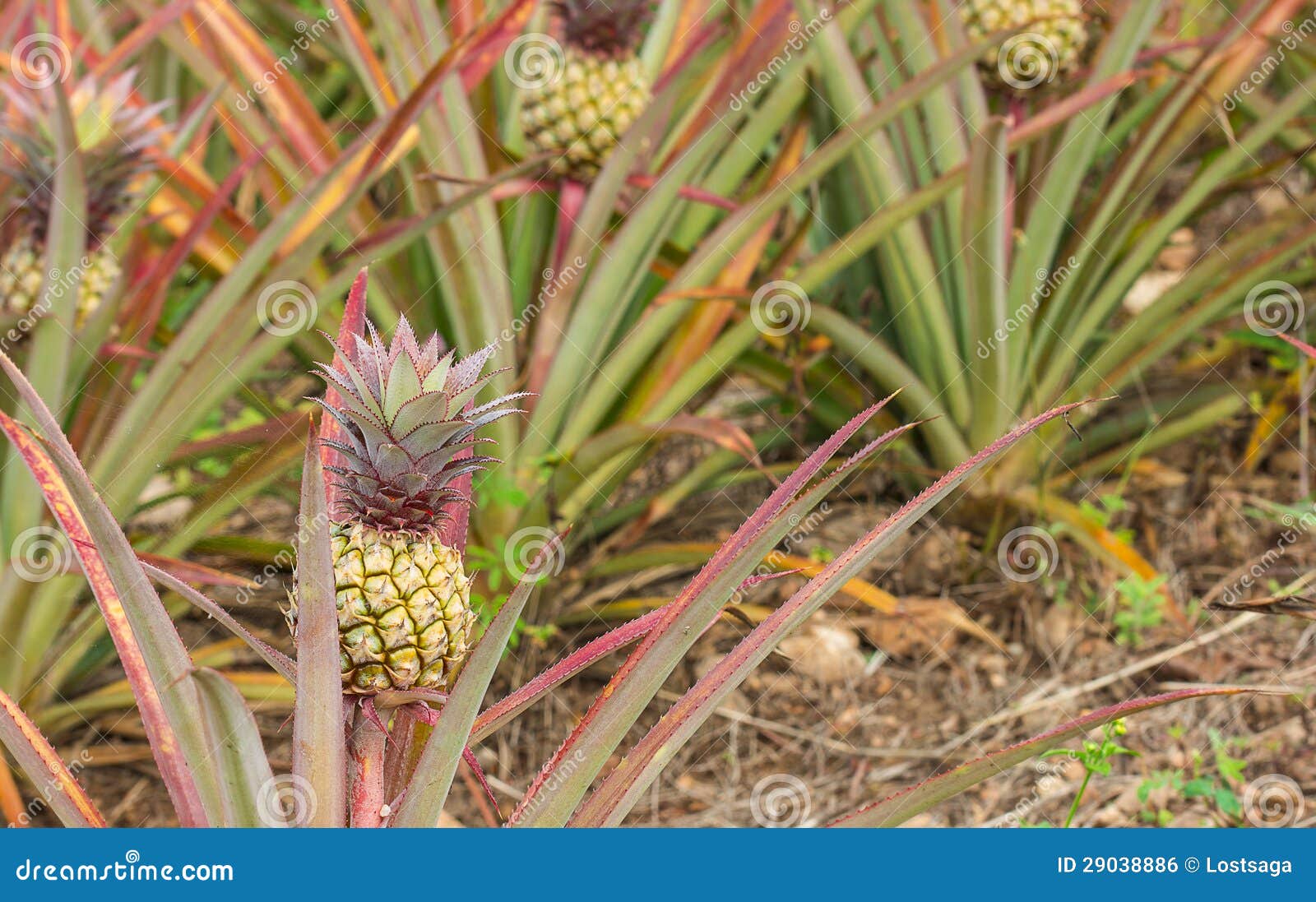 Yellow pineapple stock photo. Image of food, diet, pineapples - 29038886