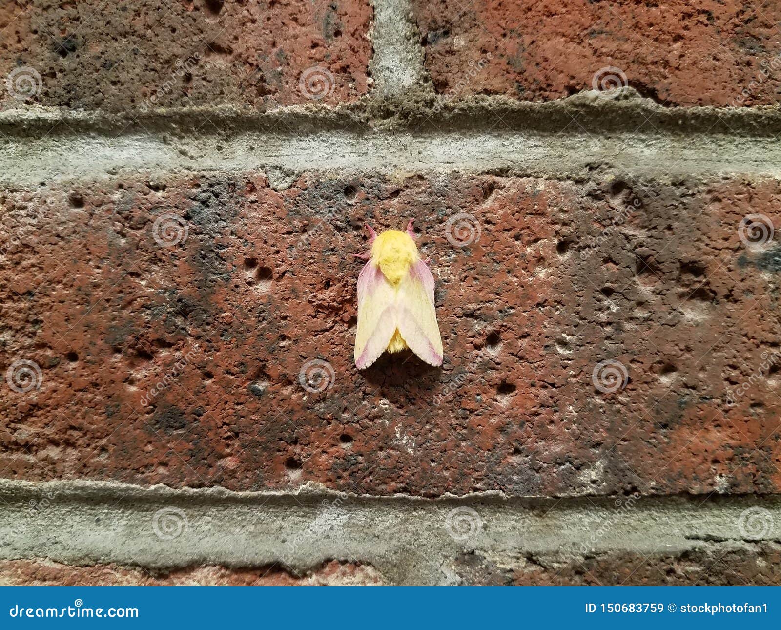 Hairy Wall Crab Spider Looking Selenops Radiatus Royalty-Free Stock ...