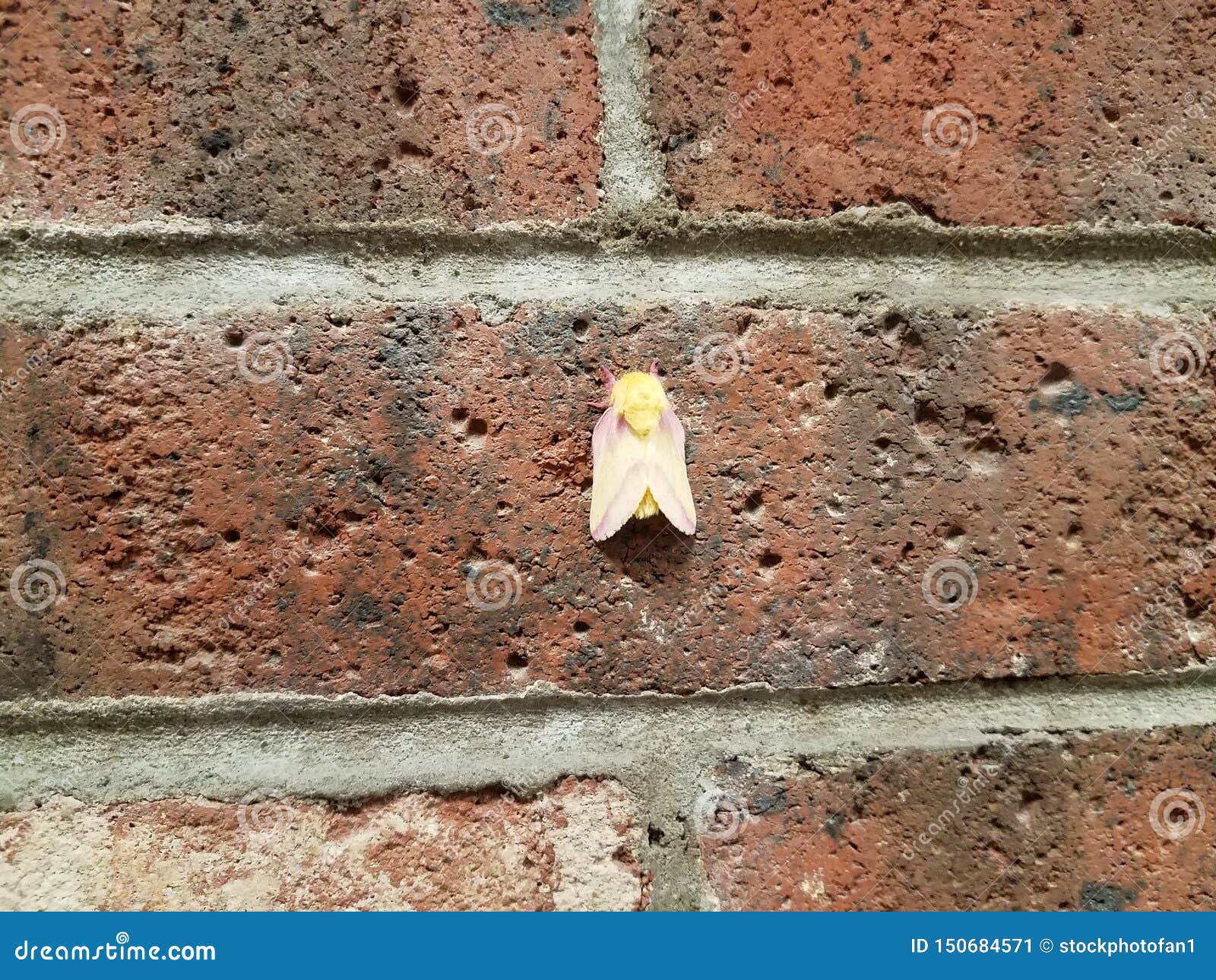 Hairy Wall Crab Spider Looking Selenops Radiatus Royalty-Free Stock ...