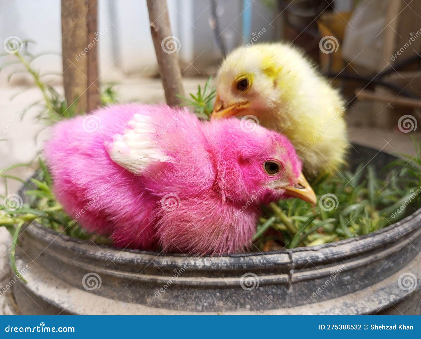 Yellow and Pink Hen Chick in a Cage Stock Photo - Image of pink, chick ...