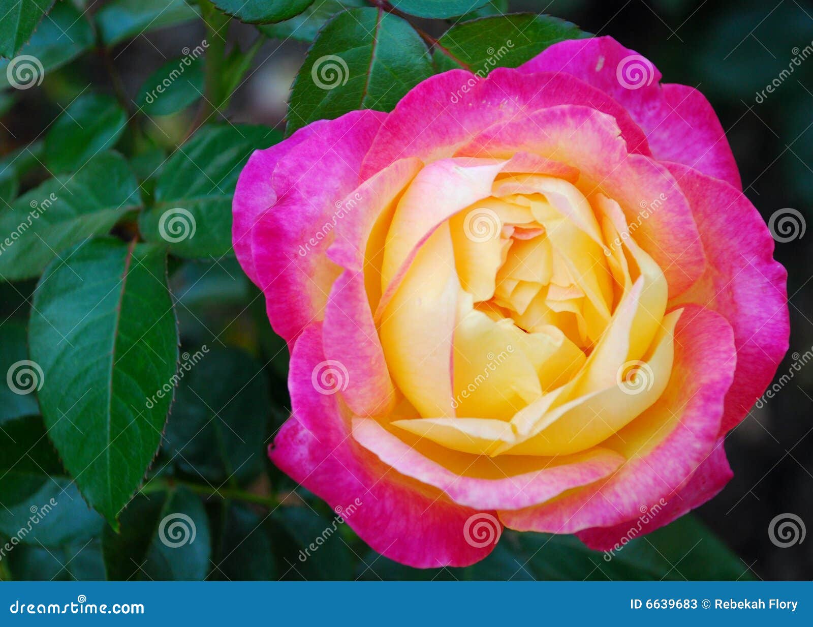Yellow Pink Rose stock image. Image of bushes, garden - 6639683