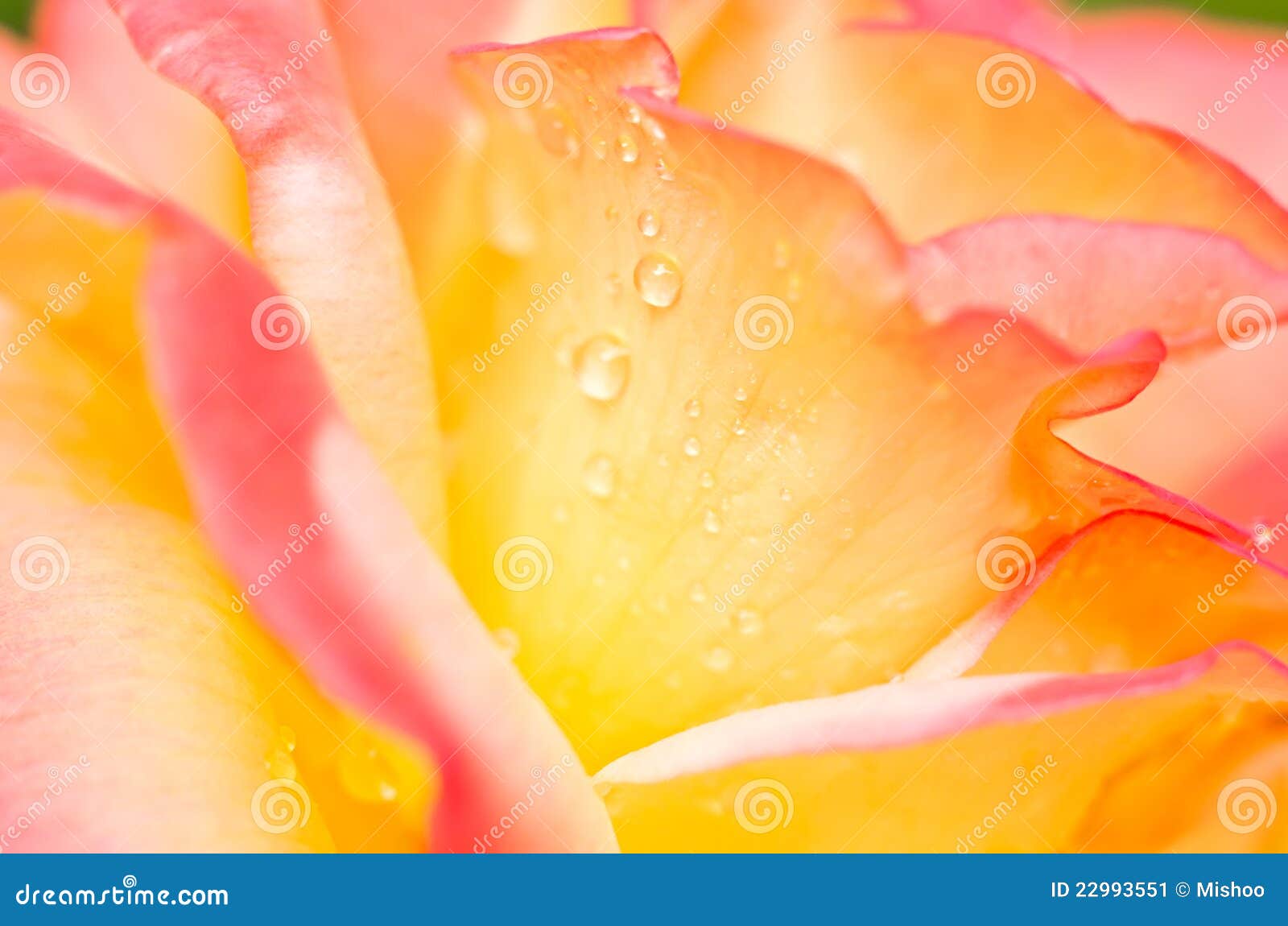 Yellow-pink rose flower stock image. Image of yellow - 22993551