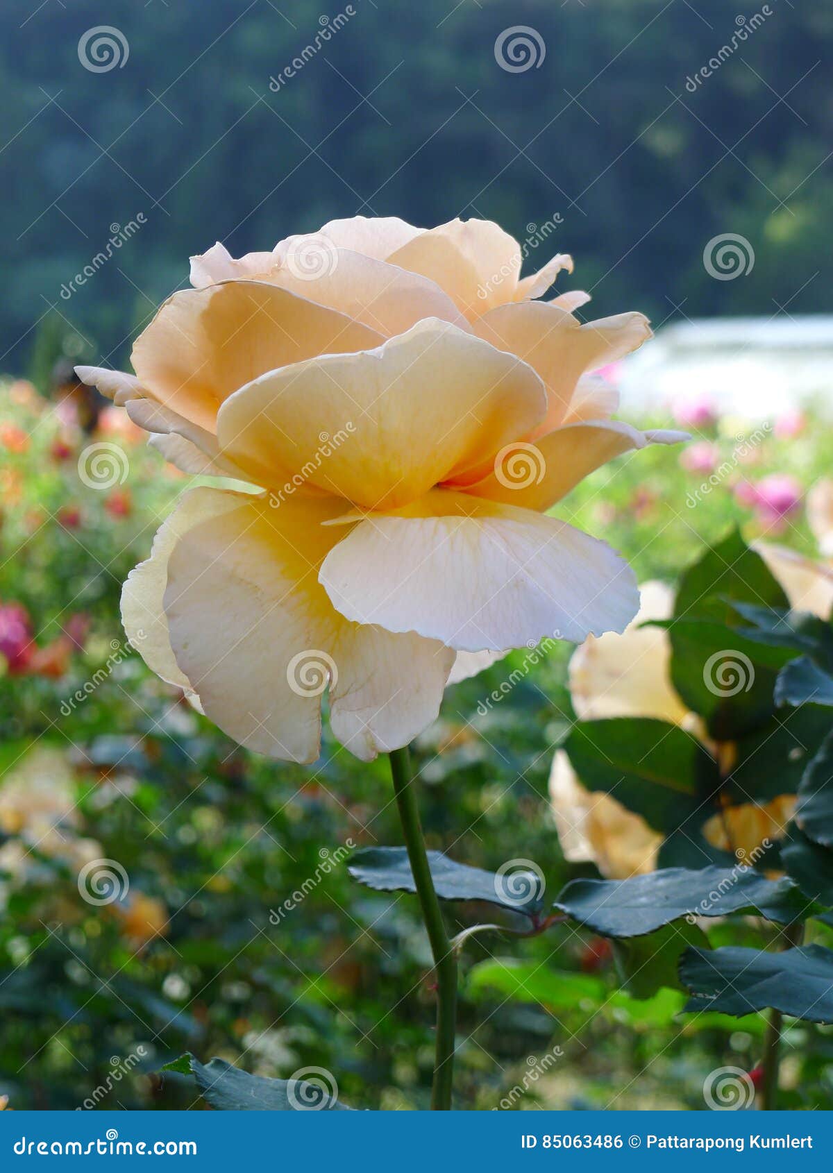 Yellow pink rose stock photo. Image of natural, nature - 85063486