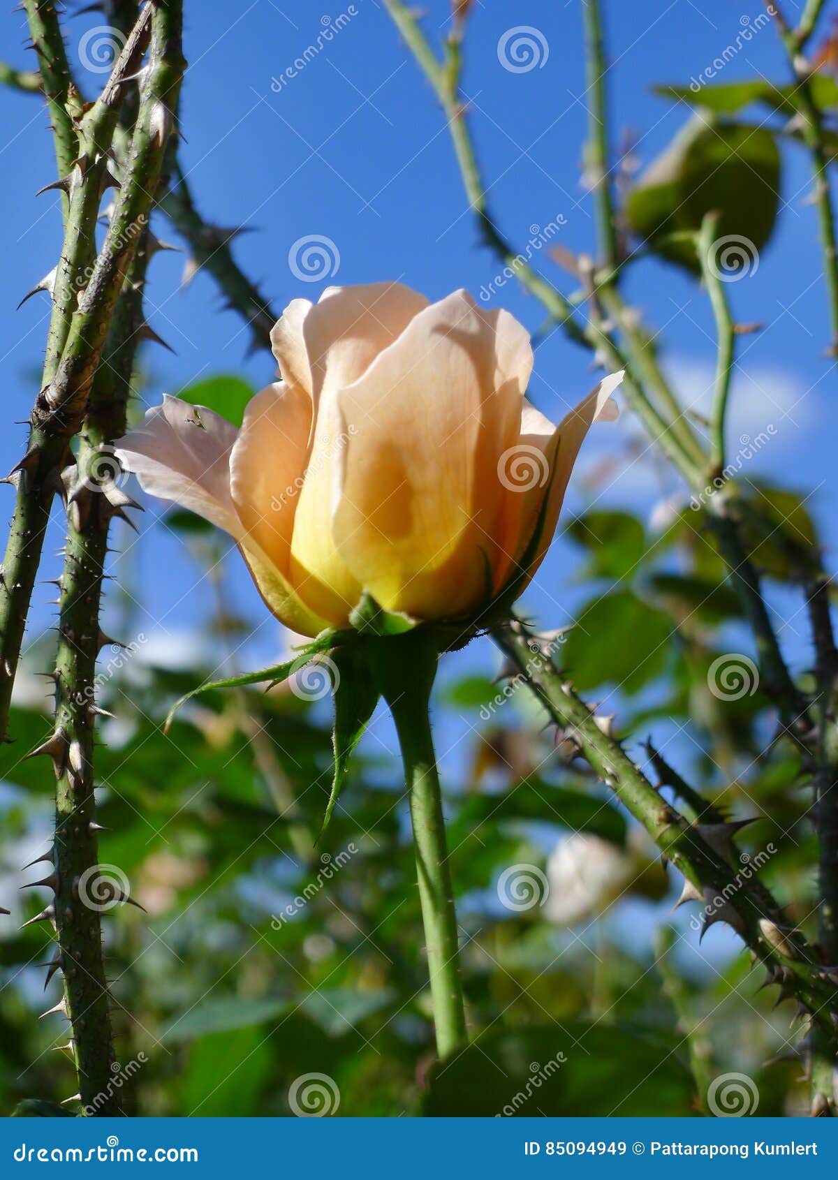 Yellow pink rose stock image. Image of nature, beautiful - 85094949