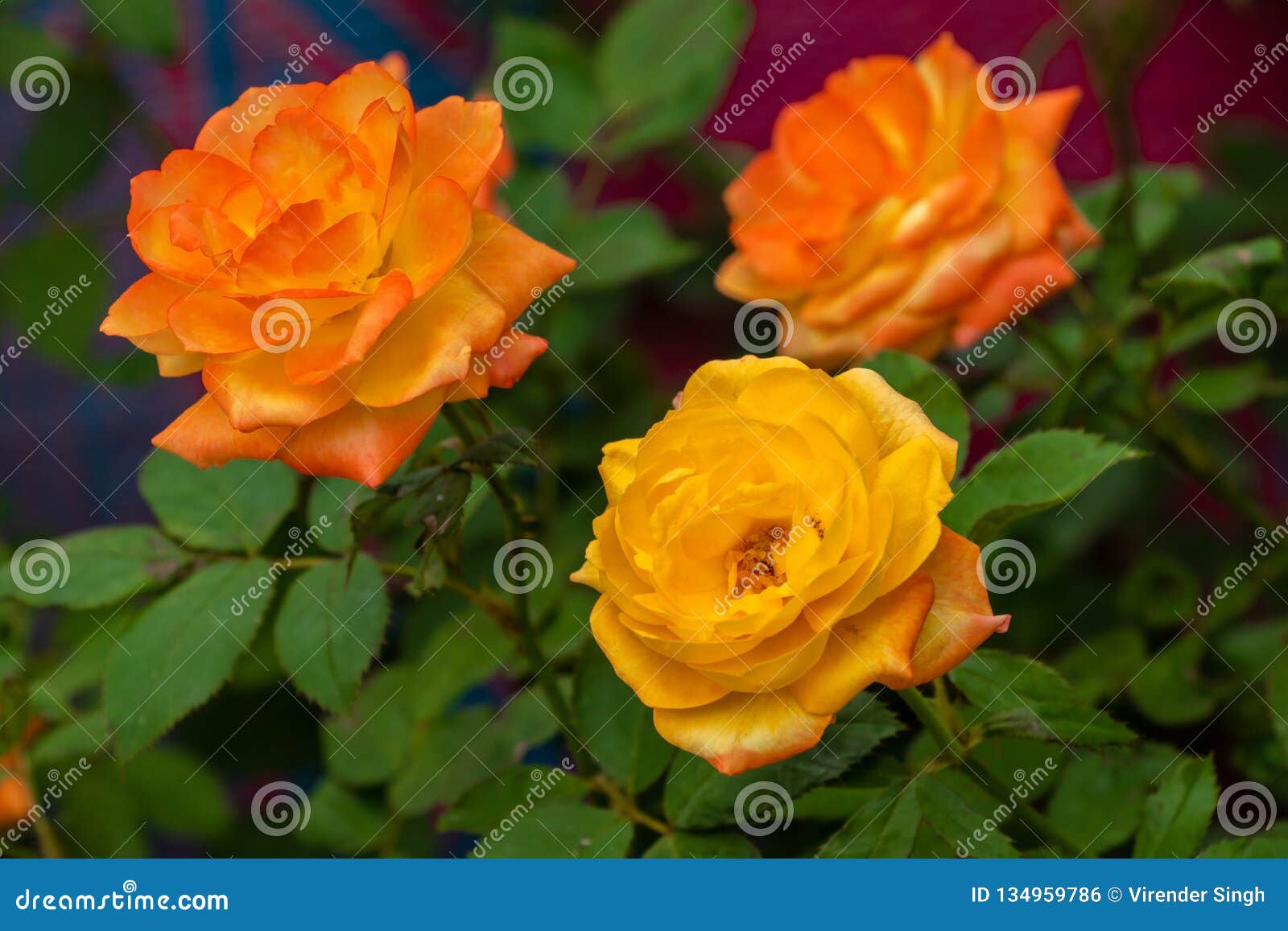 Yellow Pink Roses Blooming in the Garden Stock Photo - Image of ...