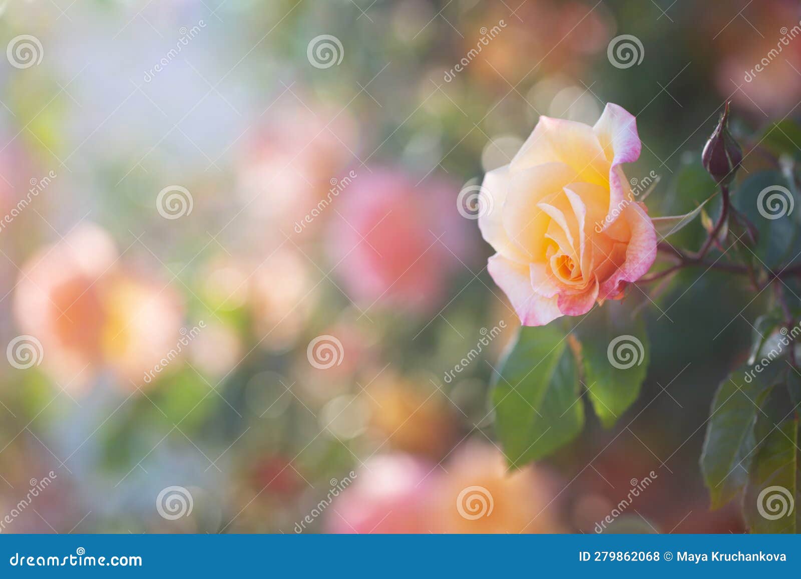 Yellow and Pink Roses in Sunlight Close Up Stock Photo - Image of ...