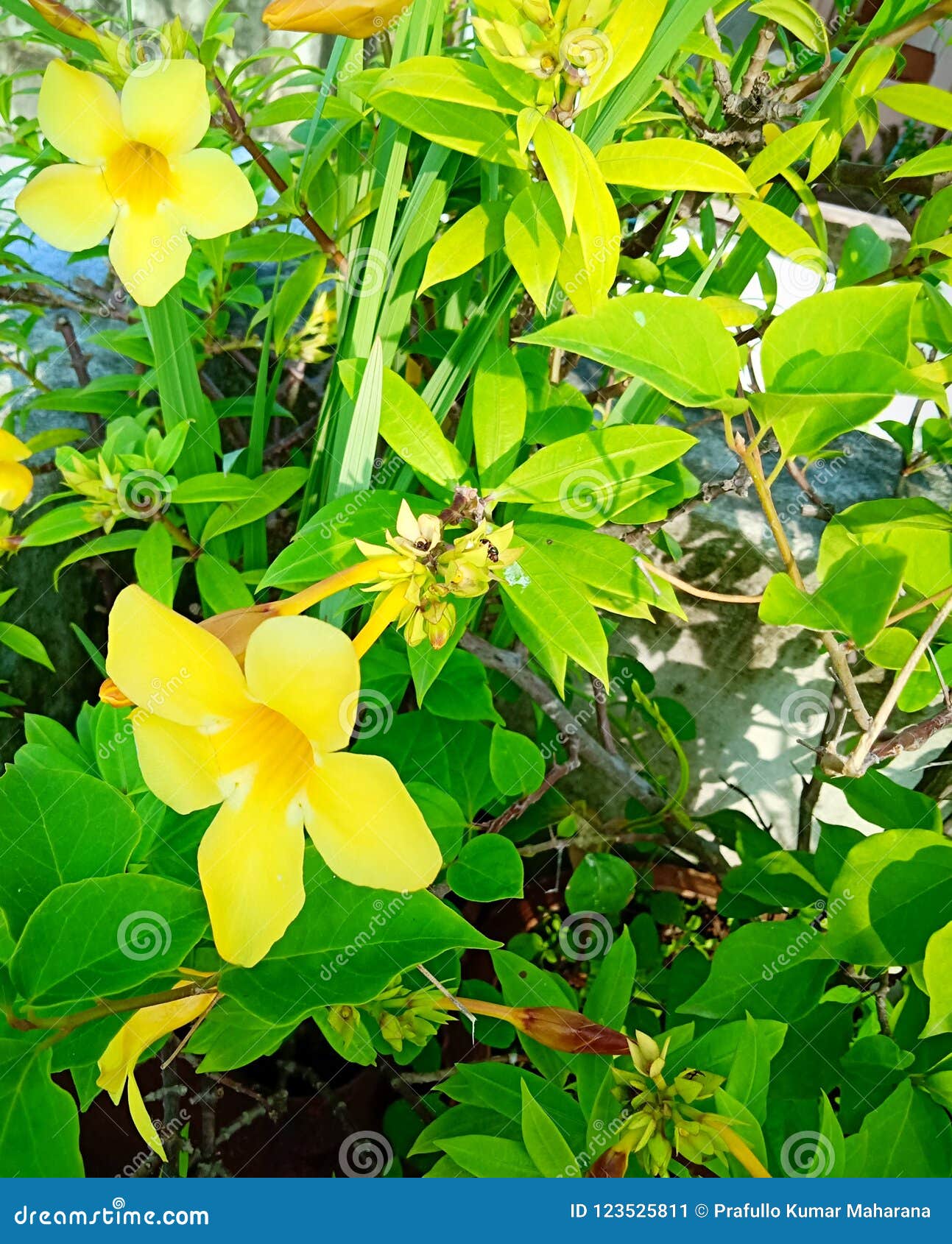 Yellow Pinwheel Flower in the Garden Stock Image - Image of flower ...
