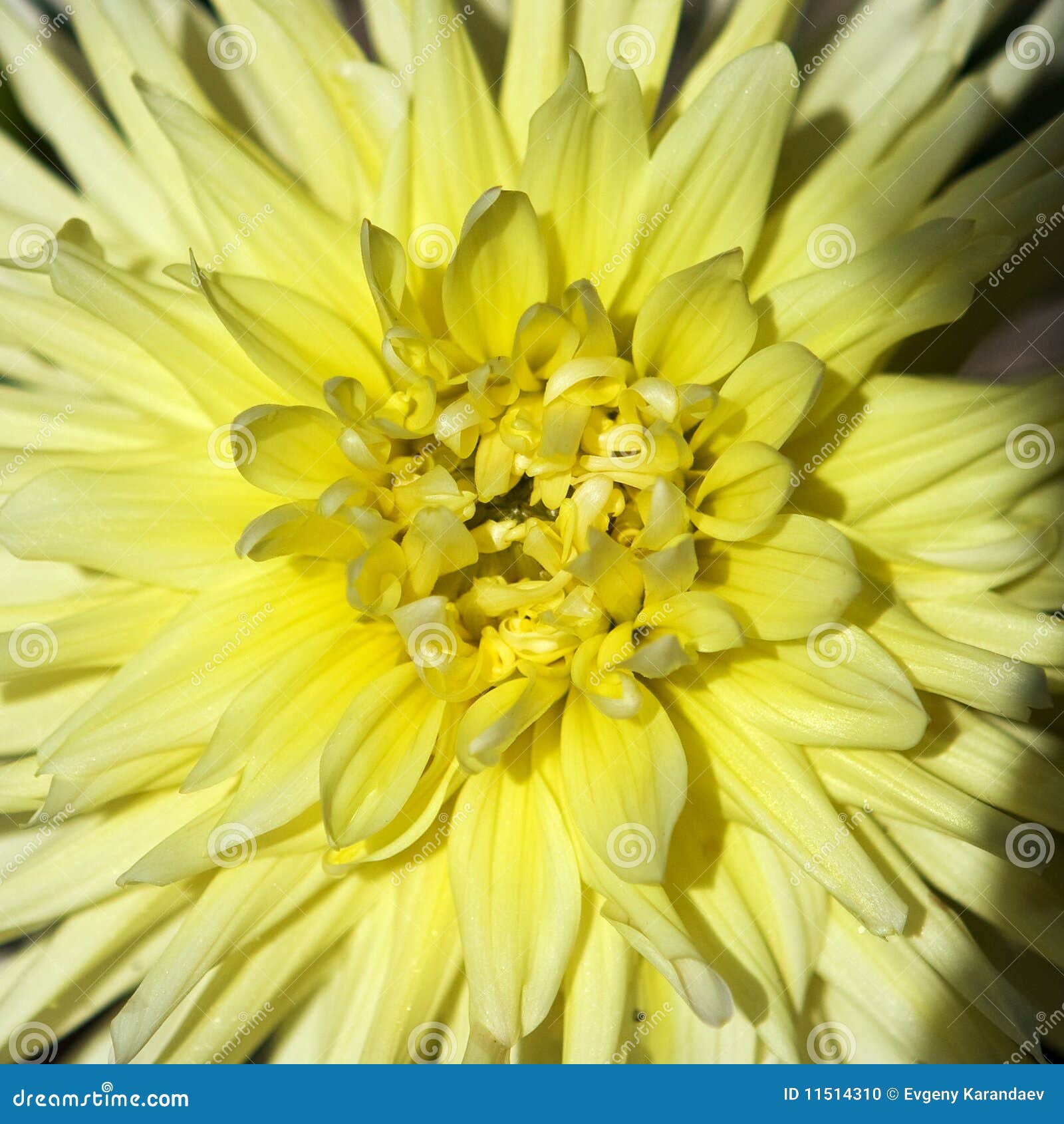 Yellow pion stock photo. Image of floral, blooms, pion - 11514310
