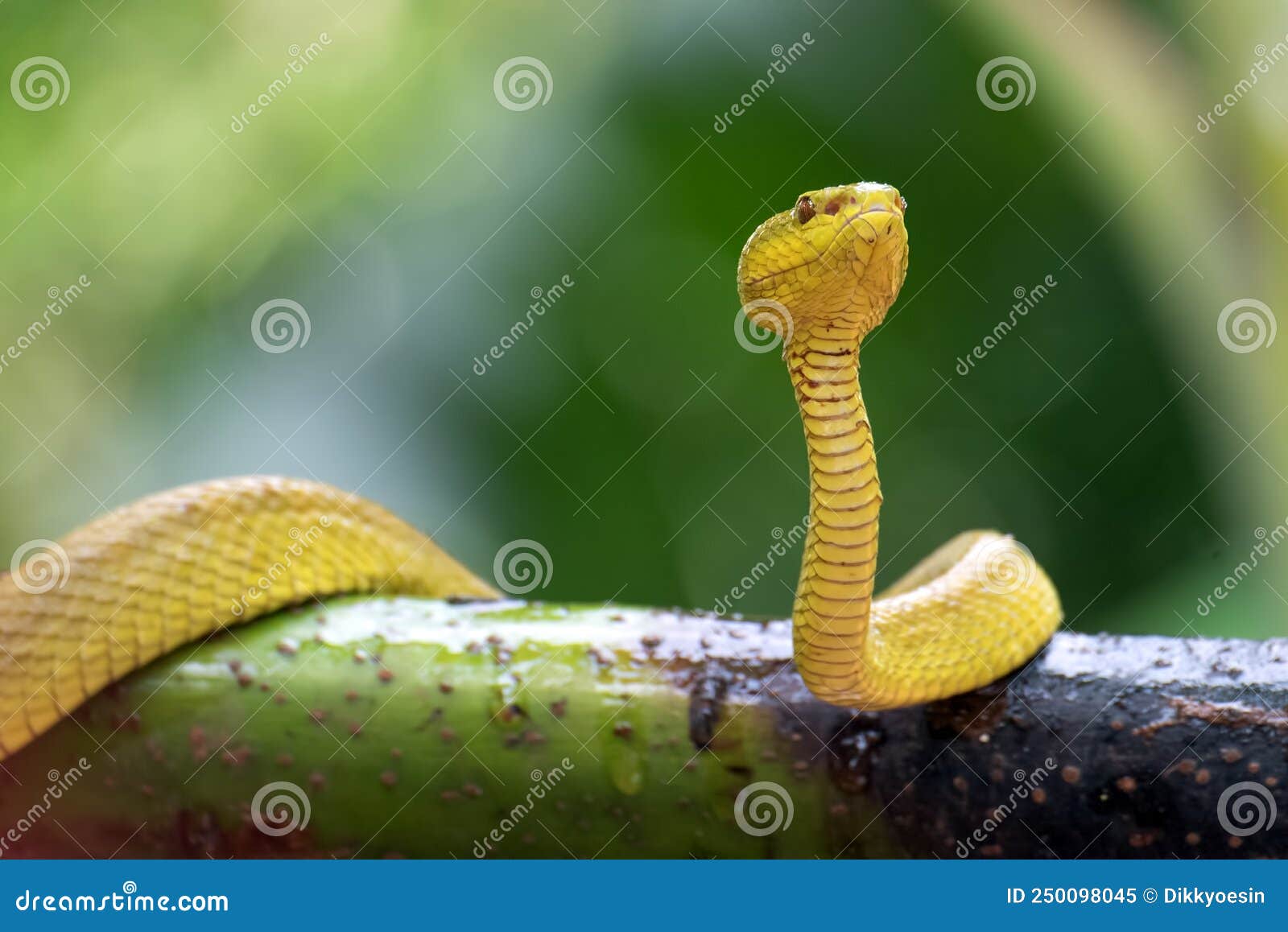 Yellow pit viper stock image. Image of feeding, branch - 250098045