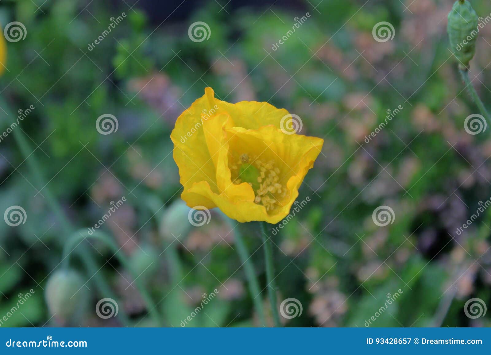 Yellow plant in foreground stock image. Image of leaves - 93428657