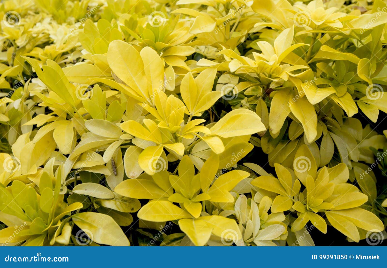 Yellow Plant Leafs Close Up Stock Photo - Image of light, october: 99291850
