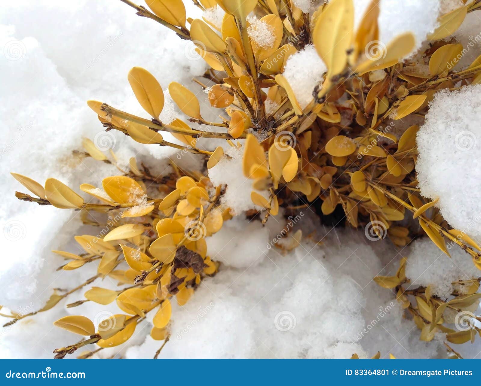 Yellow plant in snow stock image. Image of floral, beauty - 83364801