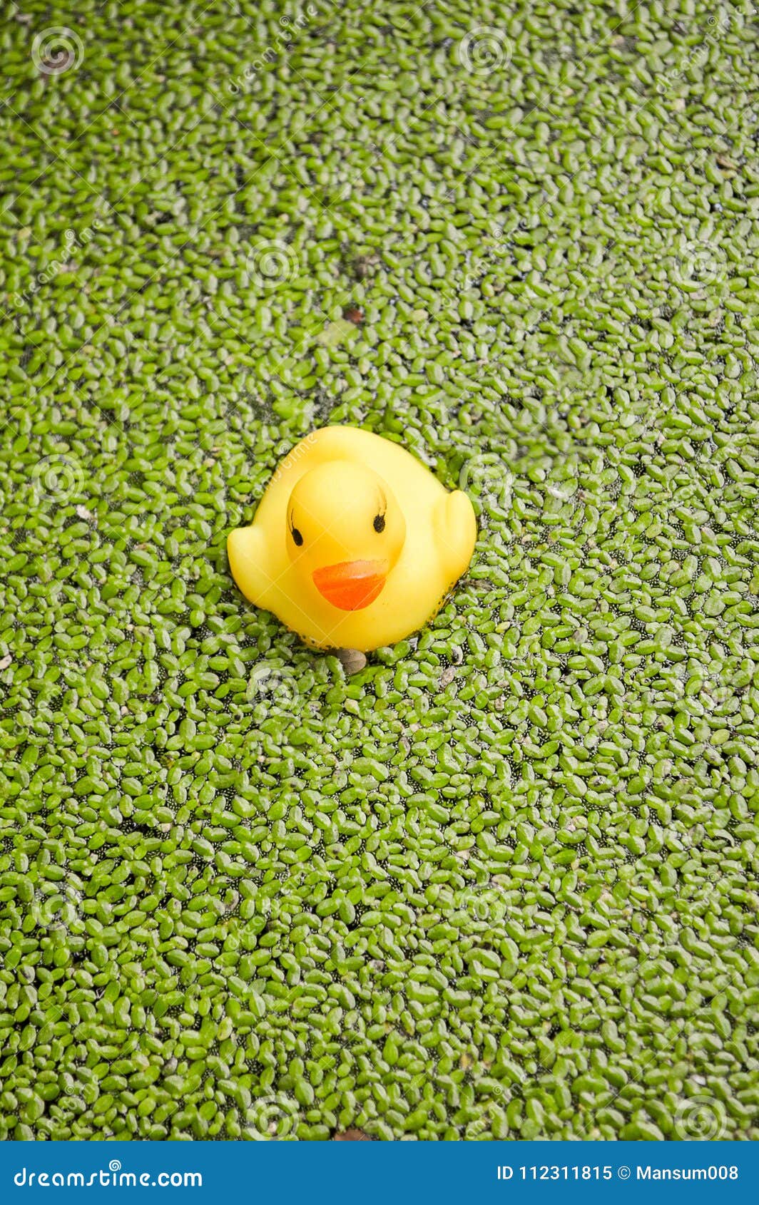 Duckweed And Plastic, Tin, Rubber Garbage In The River. The Concept Of ...