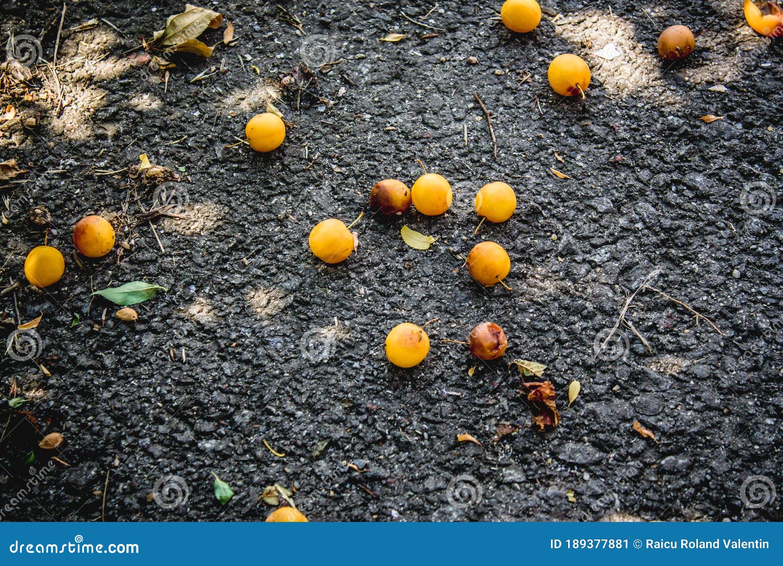 Yellow plum on the ground stock image. Image of natural - 189377881