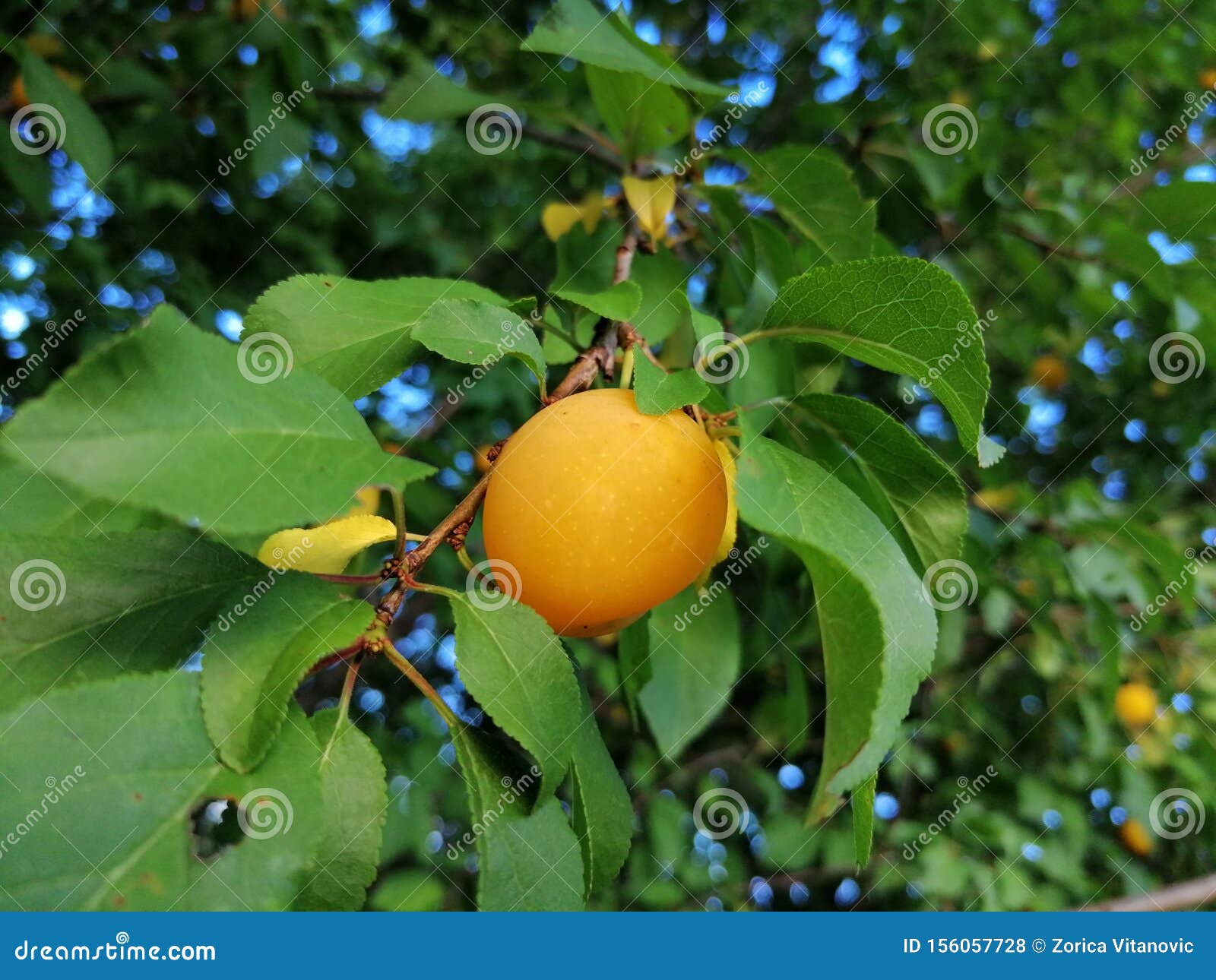 Yellow plum on tree stock photo. Image of fruit, yellow - 156057728