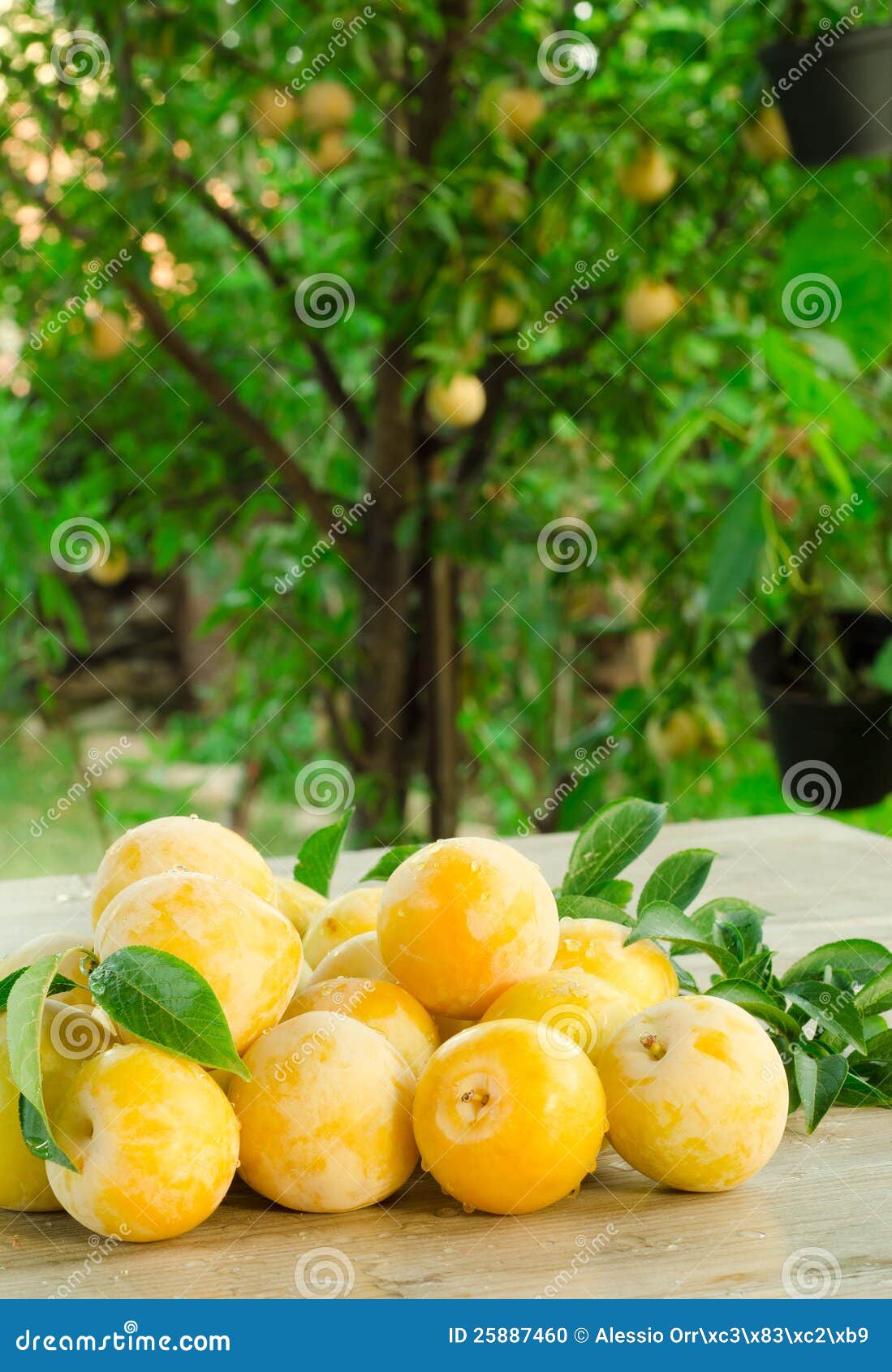 Yellow plums stock photo. Image of bunch, wood, juice - 25887460