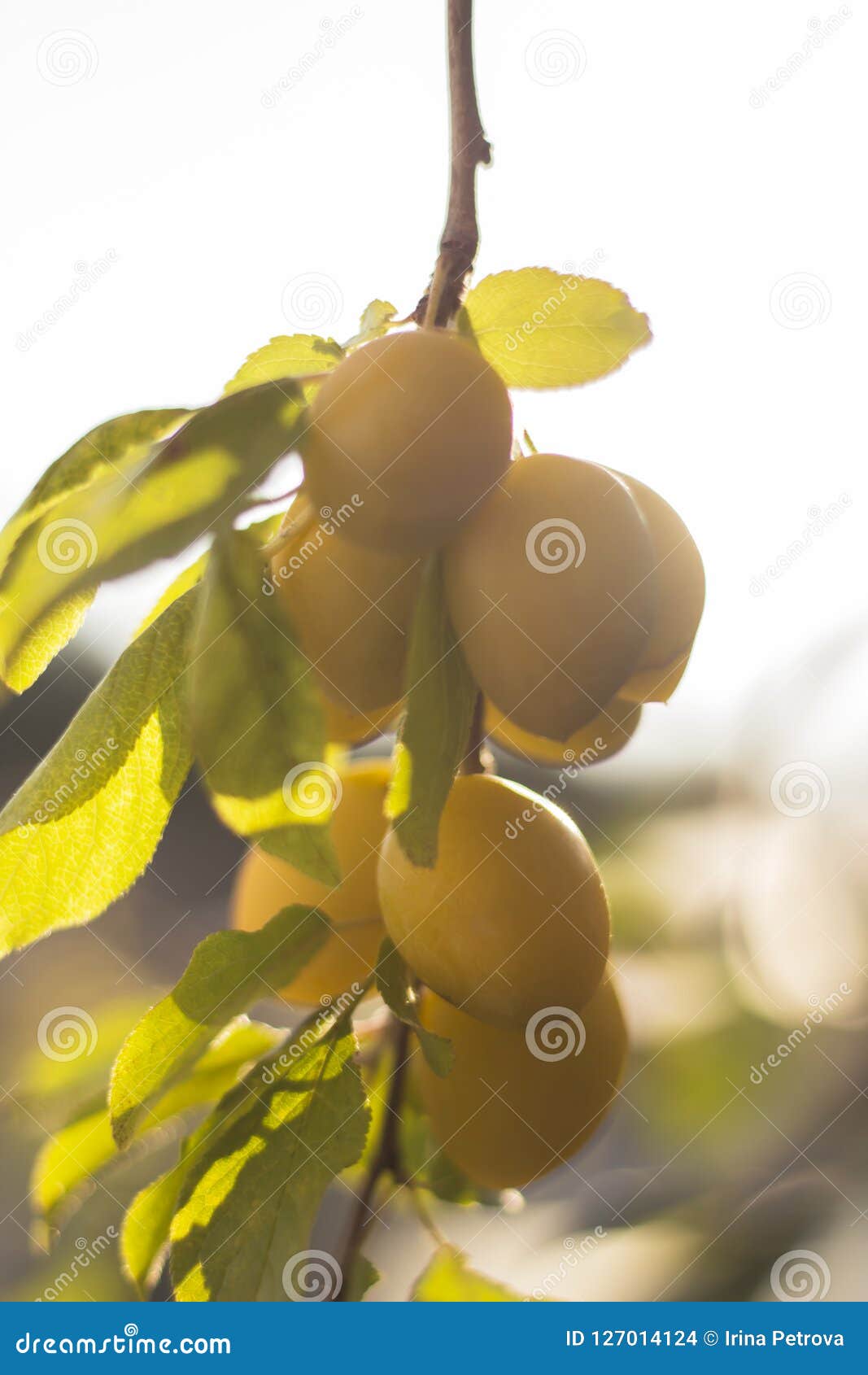 Yellow Plums on a Branch in the Garden in the Sun Stock Photo - Image ...