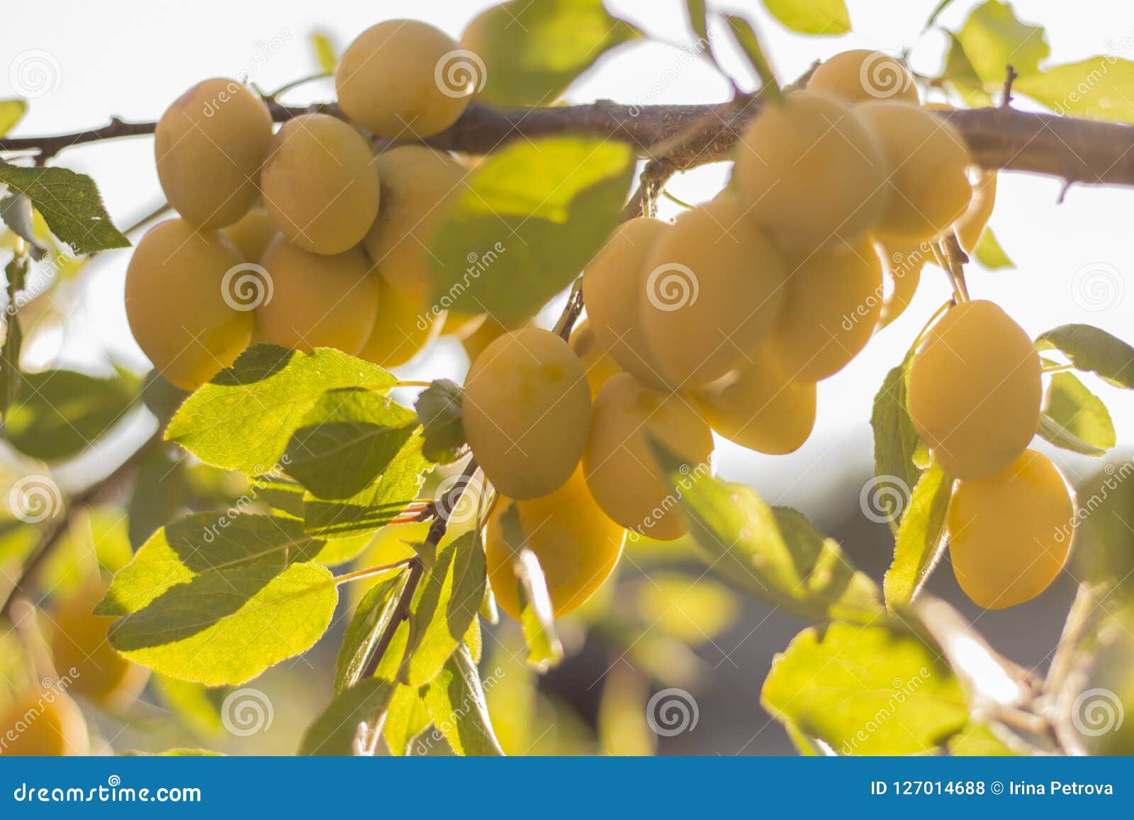 Yellow Plums on a Branch in the Garden in the Sun Stock Photo - Image ...