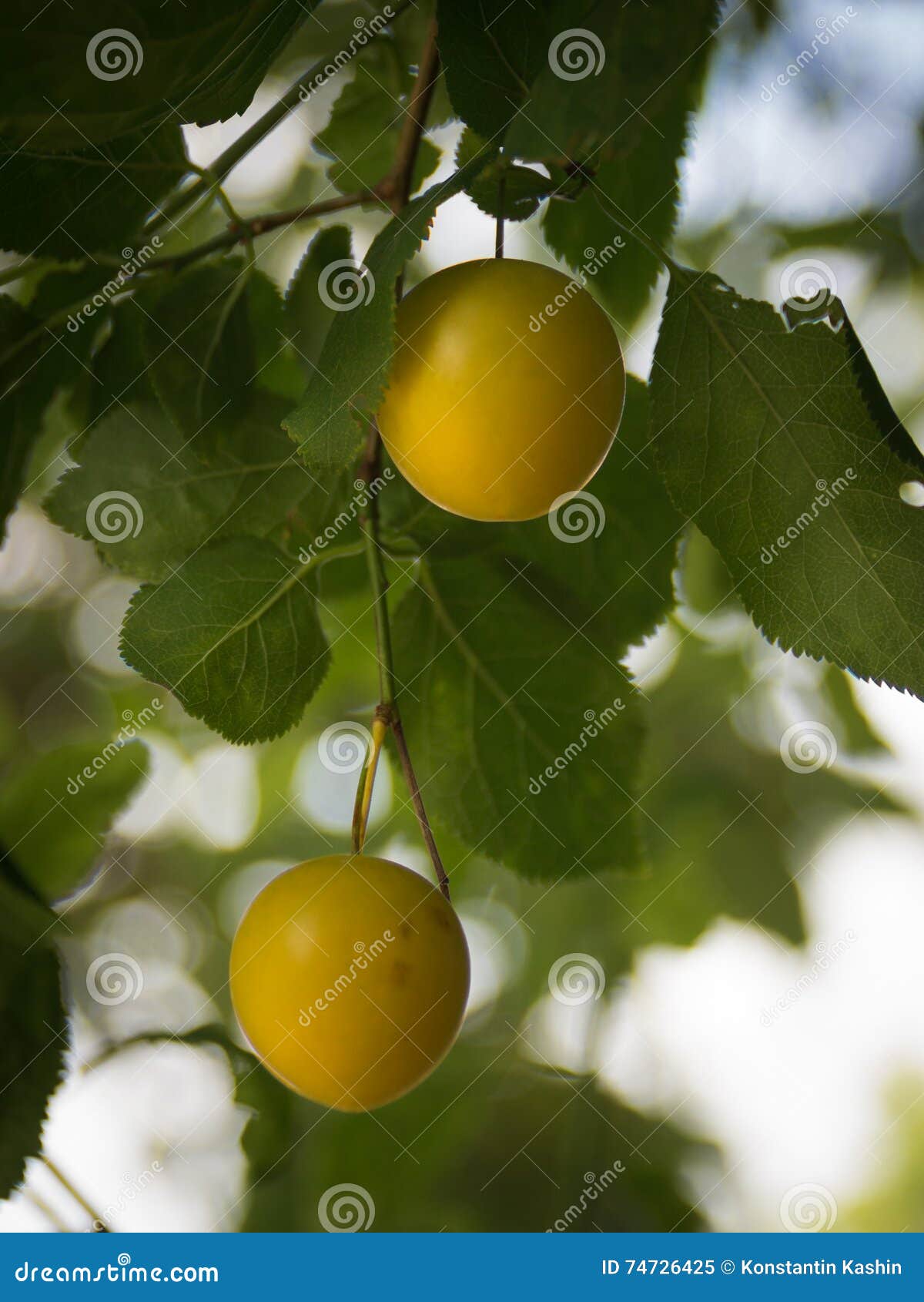Yellow plums on the tree. stock image. Image of ingredient - 74726425