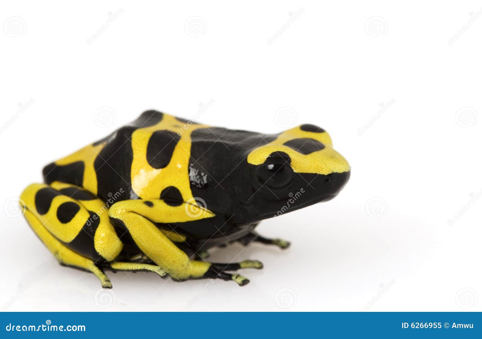 Yellow Poison Arrow Frog stock image. Image of looking - 6266955