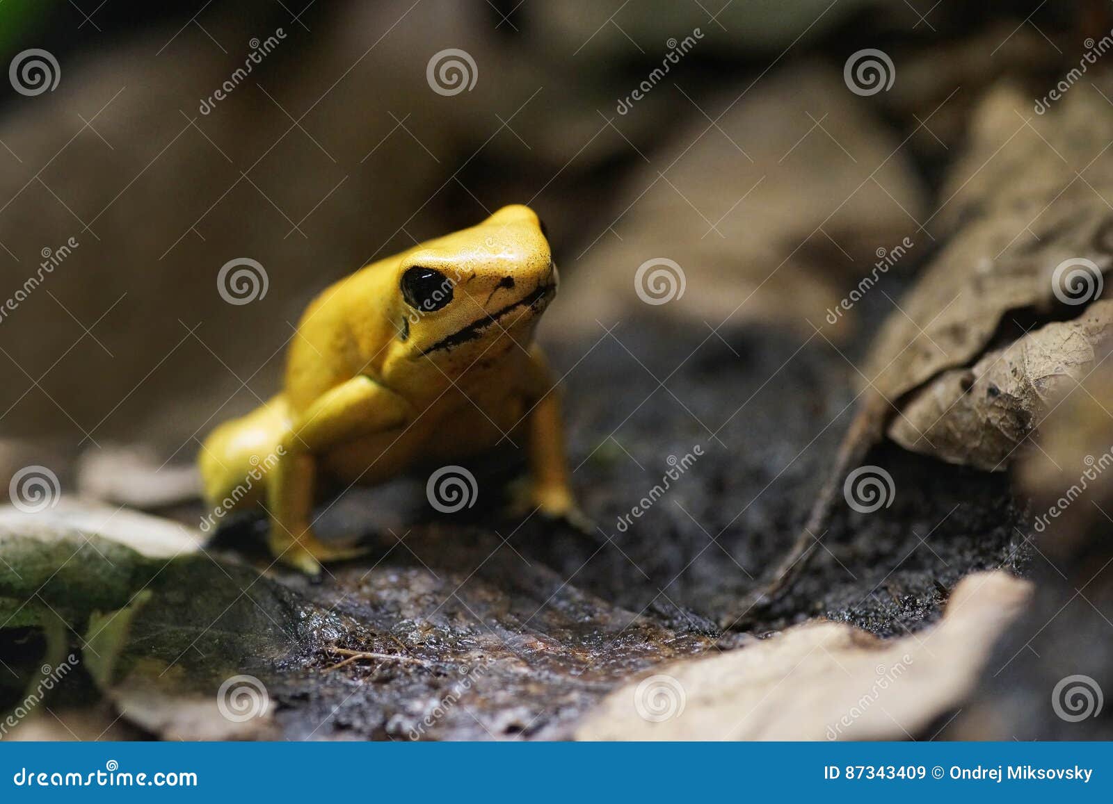 Yellow Poison Dart Frog Sitting On A Branch Very Dangerous Poisonous ...