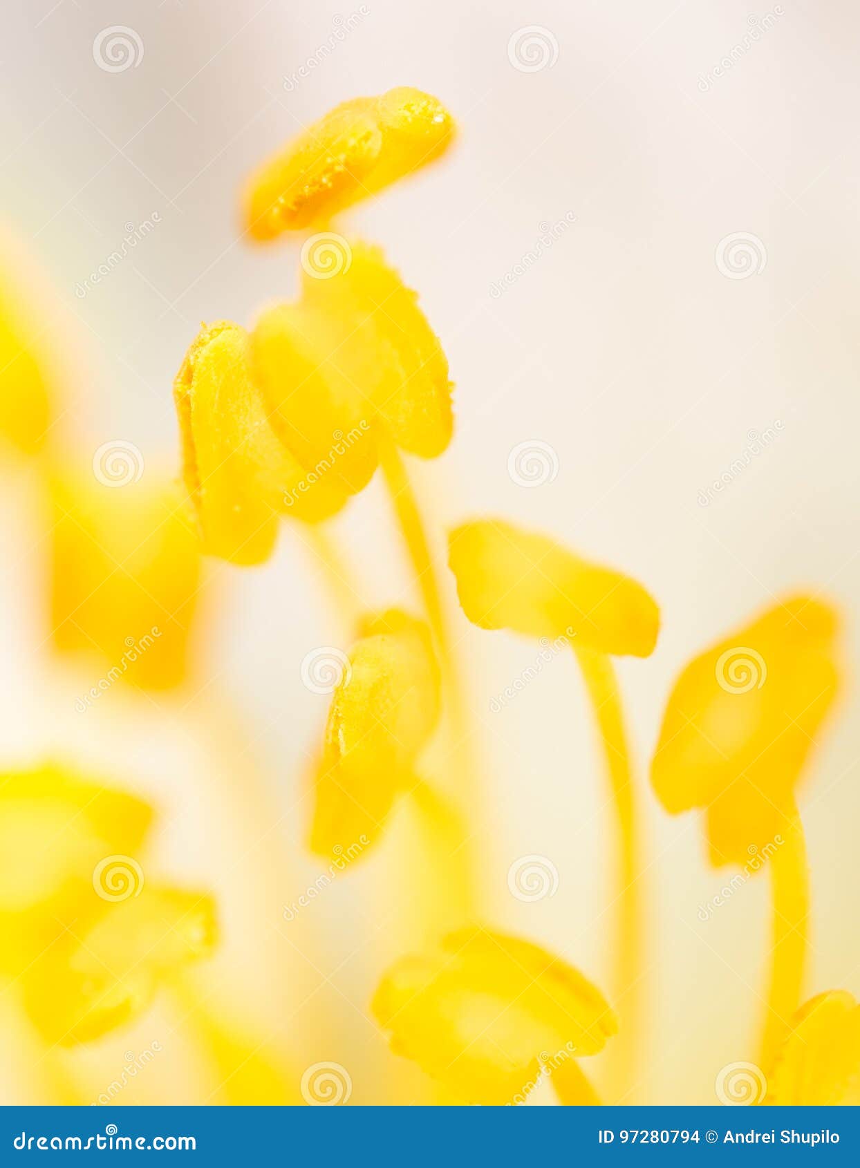 Yellow Pollen on a Flower in Nature Stock Photo - Image of bloom, macro ...