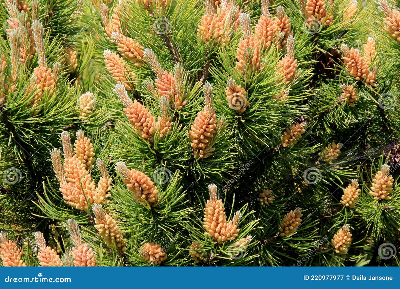 Yellow Pollen on a New Pine Blossom Stock Image - Image of bloom, drug ...
