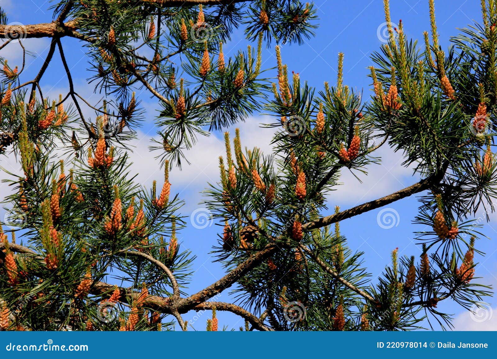 Yellow Pollen on a New Pine Blossom Stock Photo - Image of drug, cone ...