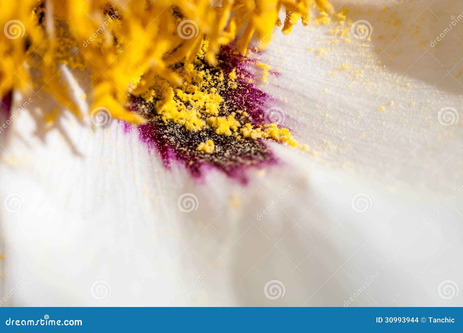 Yellow Pollen Spills Out on White Petals of the Peony Stock Photo ...