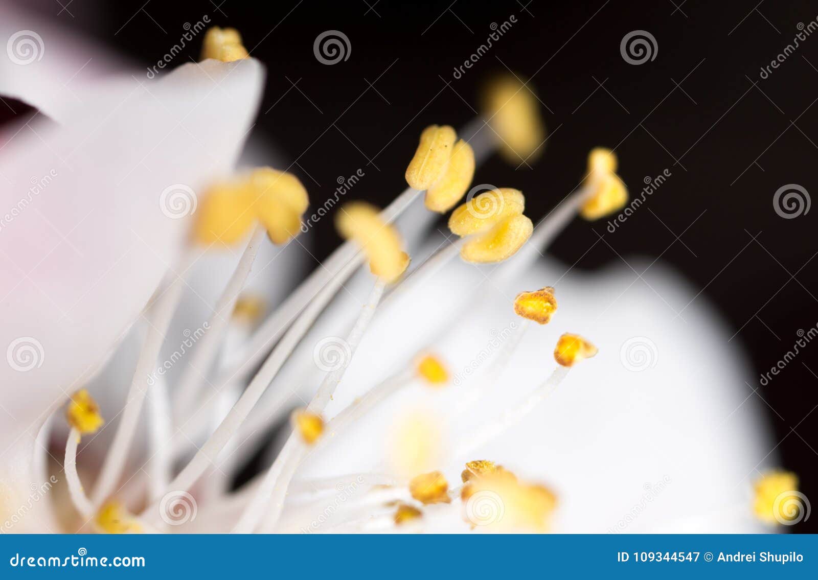 Yellow Pollen in a White Flower. Macro Stock Image - Image of blossom ...