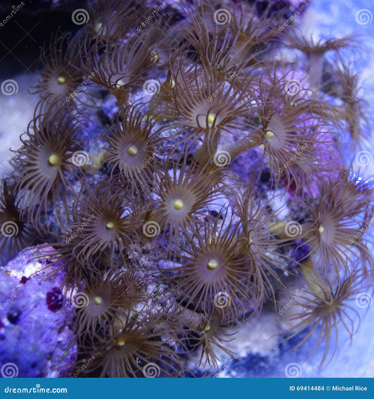 Yellow Polyp Coral stock photo. Image of detail, coral - 69414484