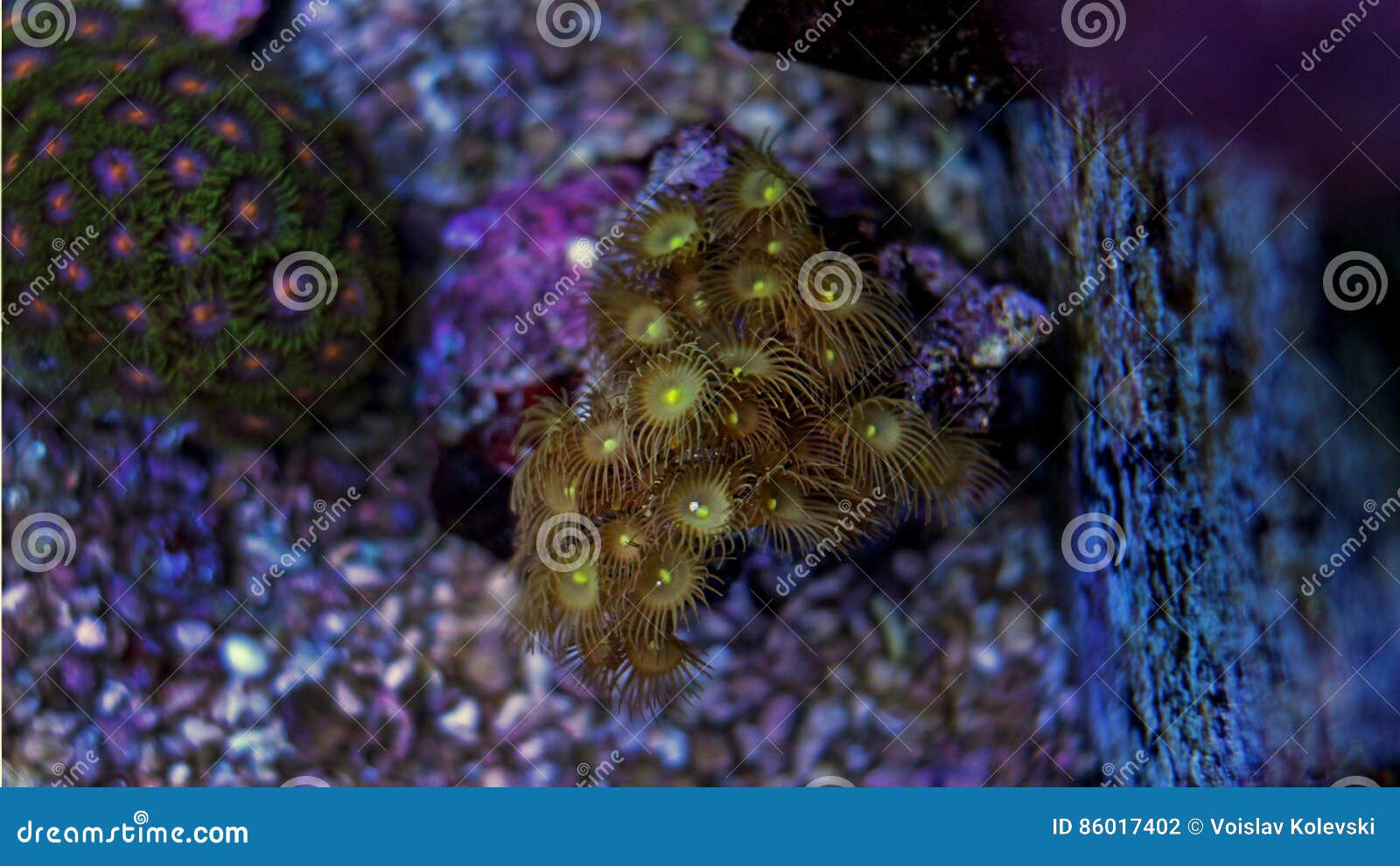Yellow Polyp Parazoanthus Coral Stock Photo - Image of focus, aquascape ...