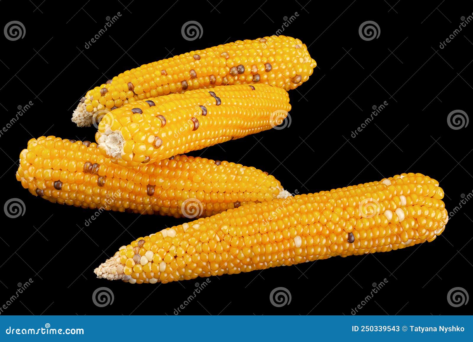 Yellow popcorn dry seeds stock image. Image of seeds - 250339543