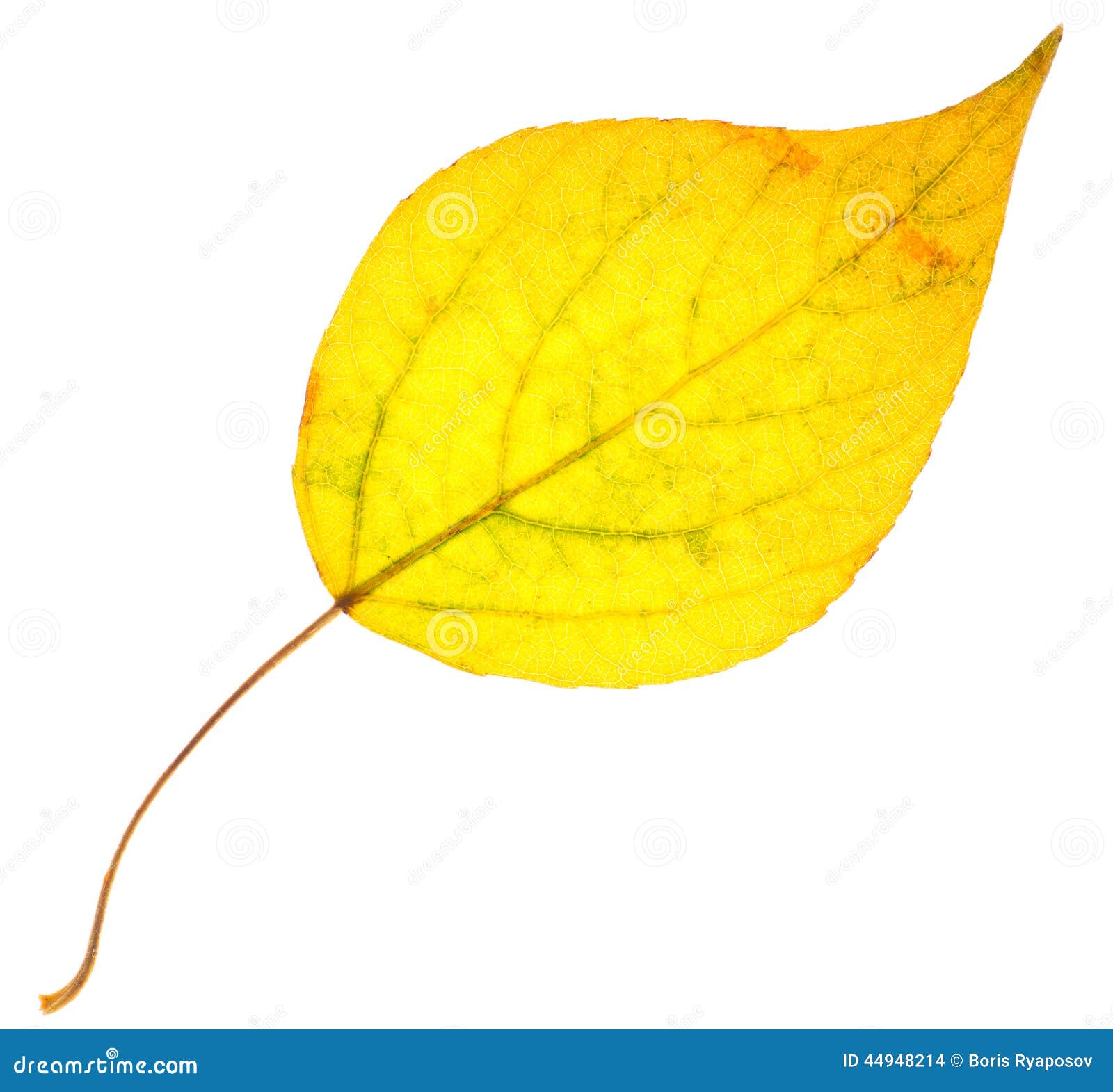 Yellow Poplar Leaf Isolated Stock Photo - Image of shot, fall: 44948214
